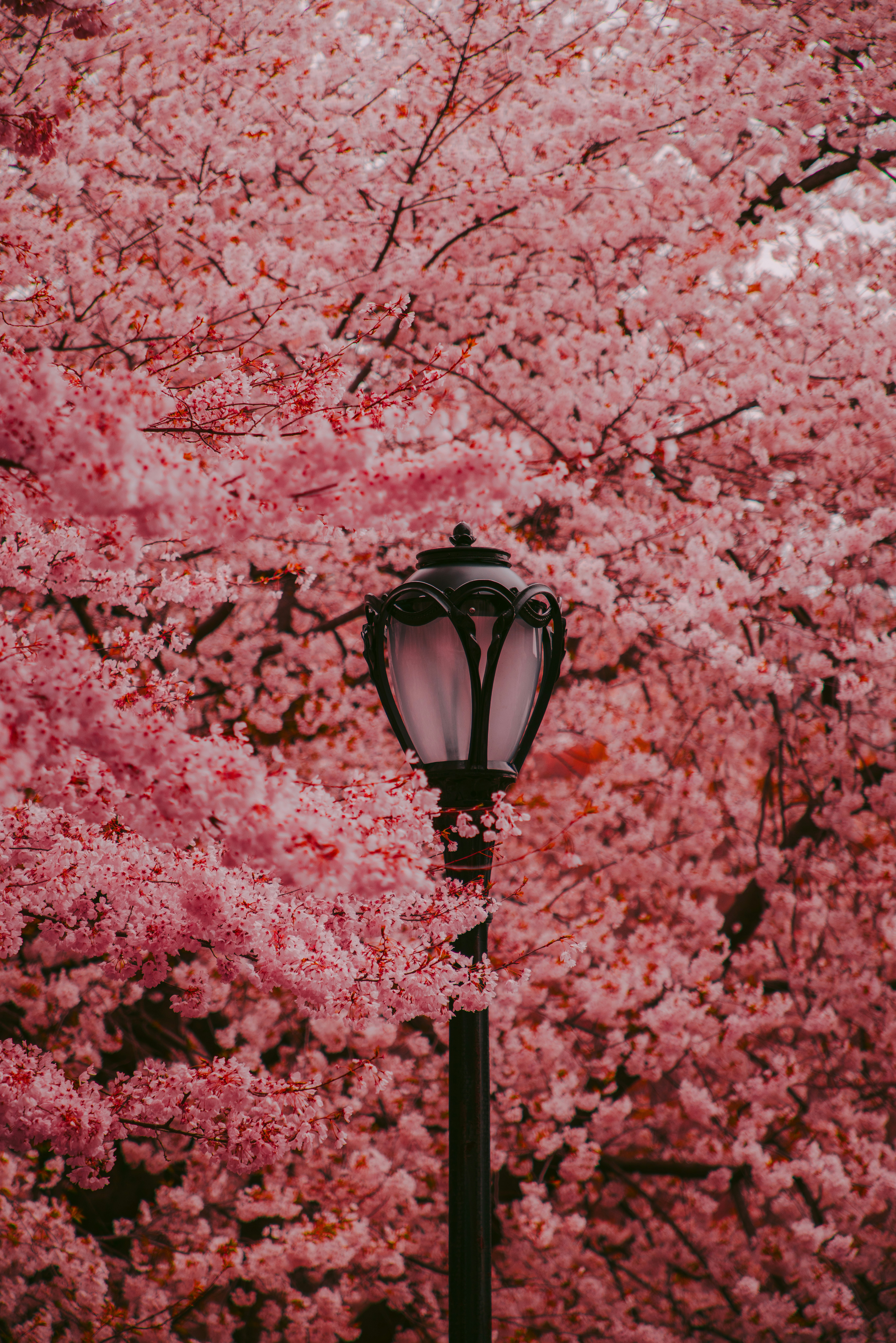 Street lamp surrounded by blooming pink cherry blossoms.