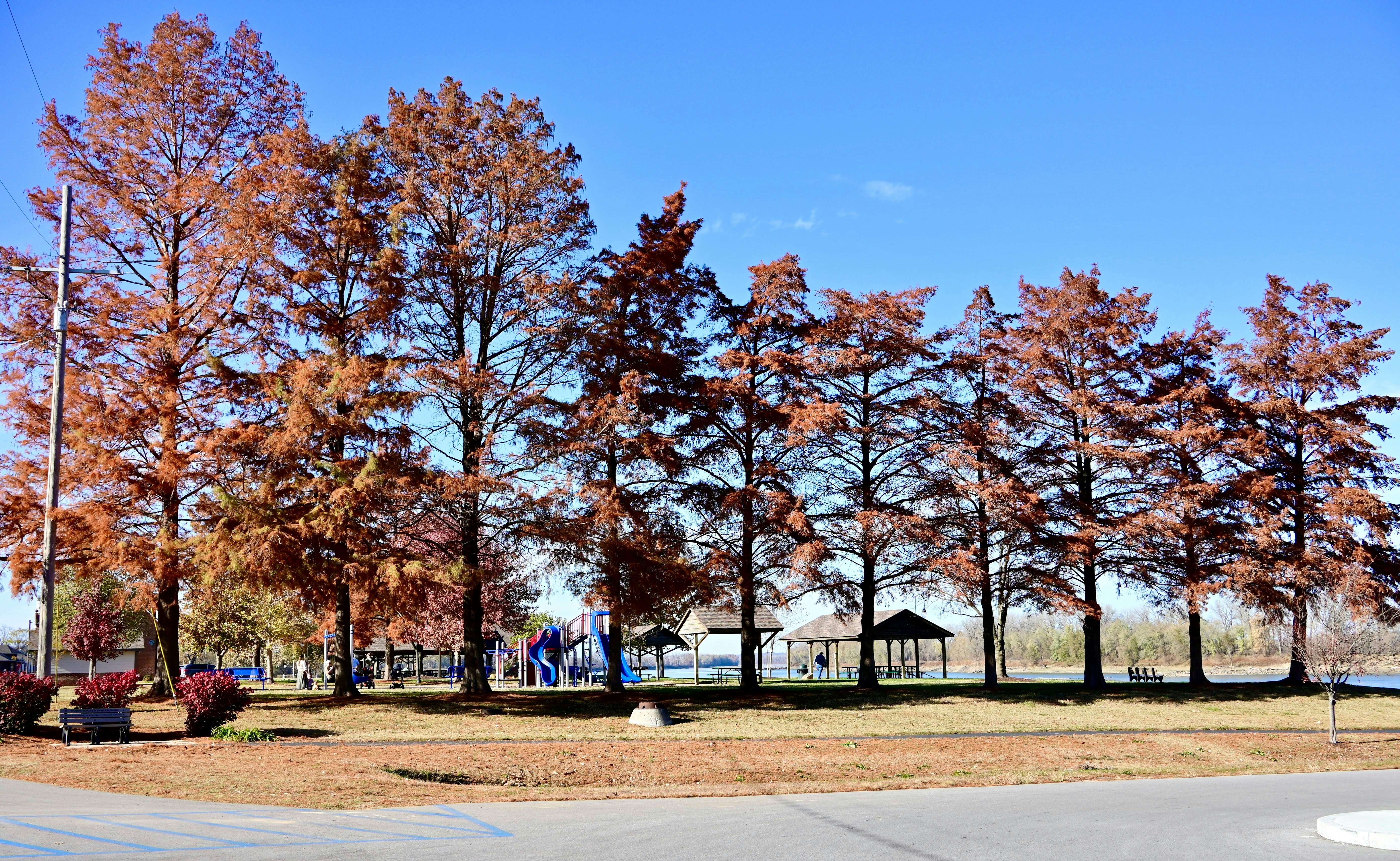 Copper-Leaf Row: Autumn Trees Framing a Sunlit Park