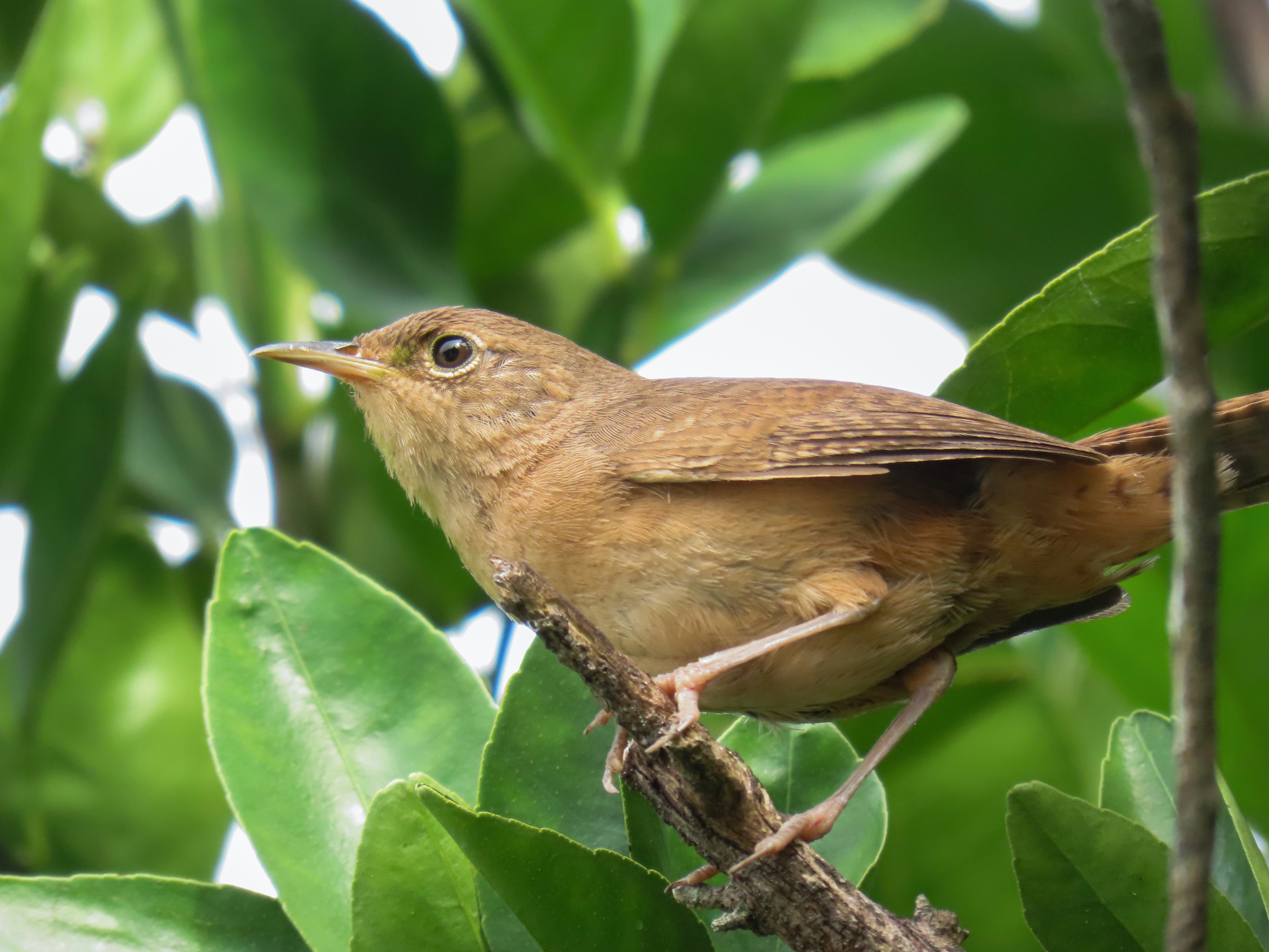 Corruíra/Southern House Wren (Troglodytes musculus)