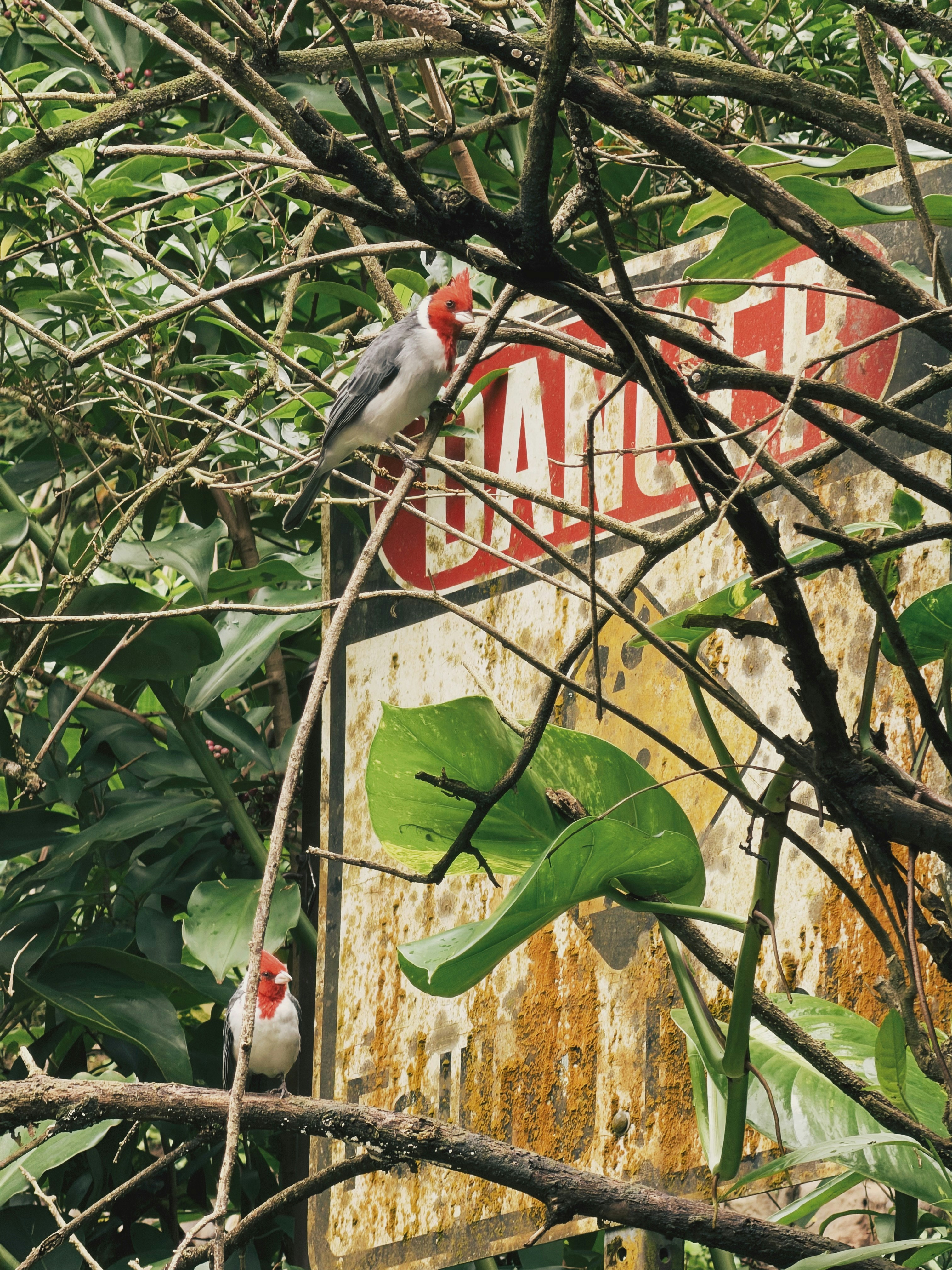 Red-Crested Sentinel in a Tangle of Rust and Leaves