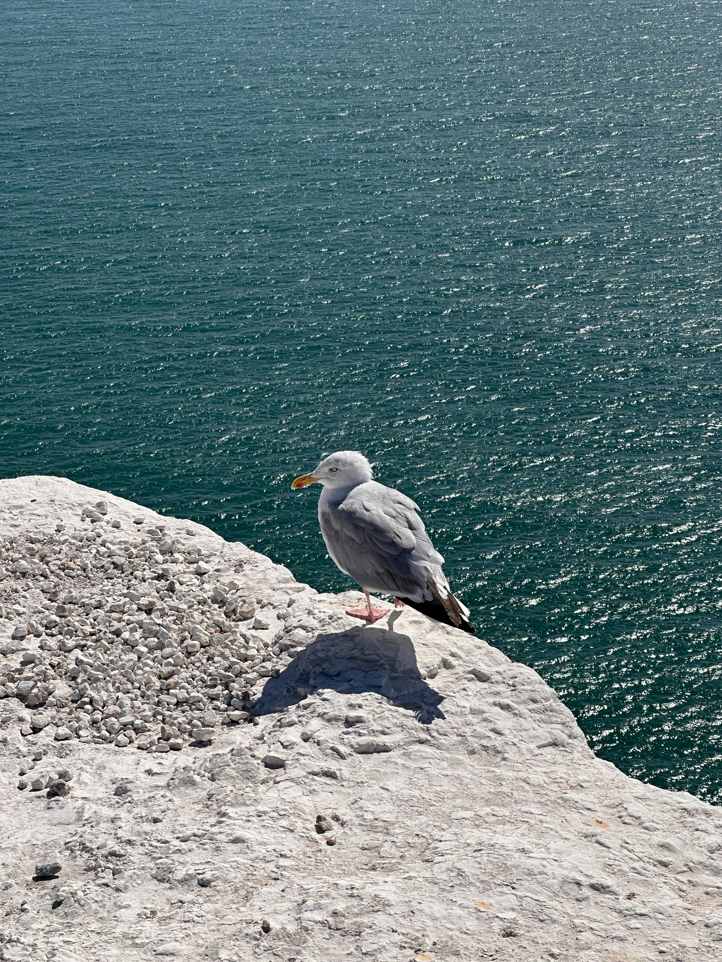 Lone Gull on Weathered White Cliffs Over a Sparkling Sea