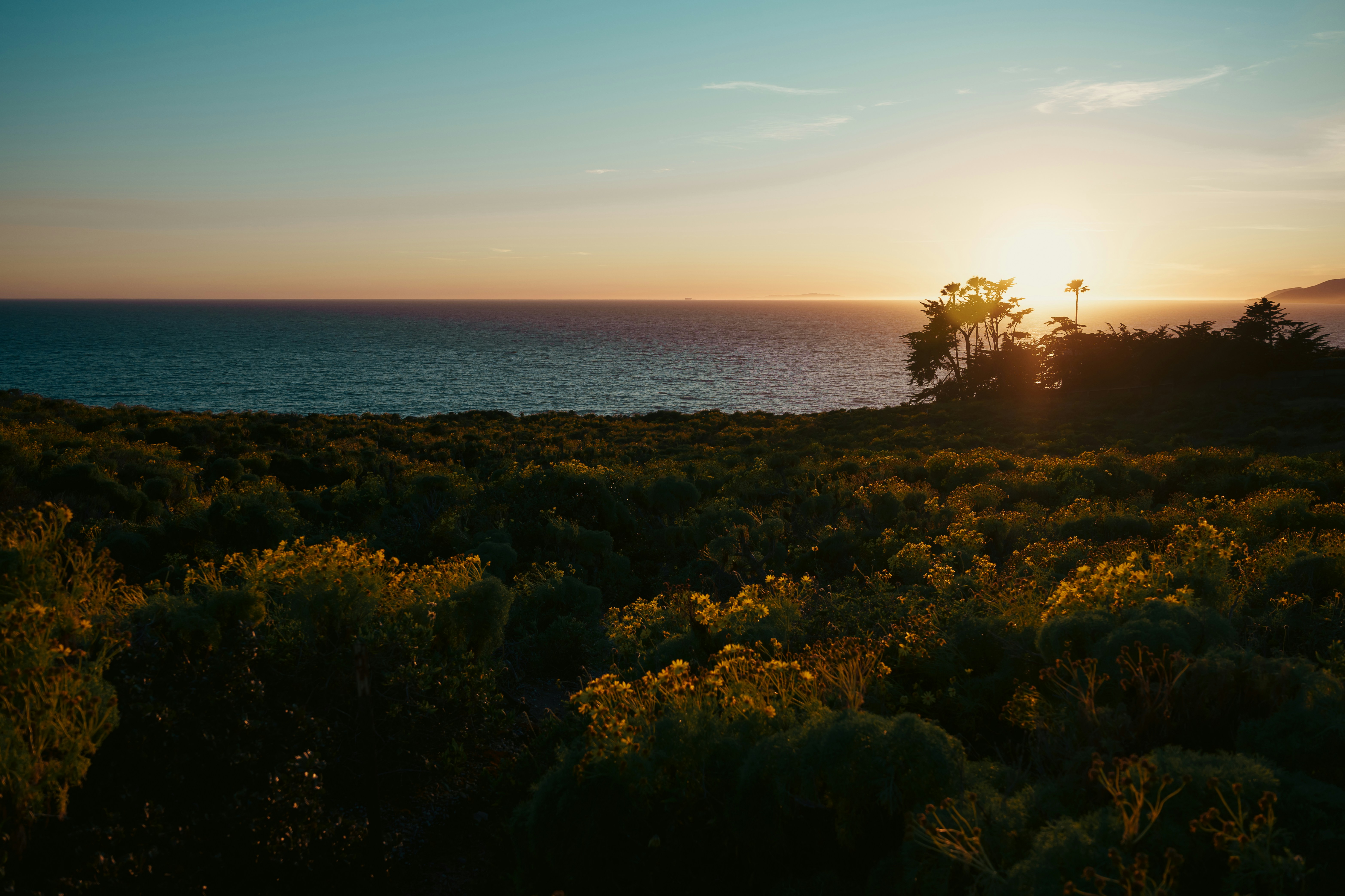 Horizon Ember Over Golden Coastal Shrubs at Sunset