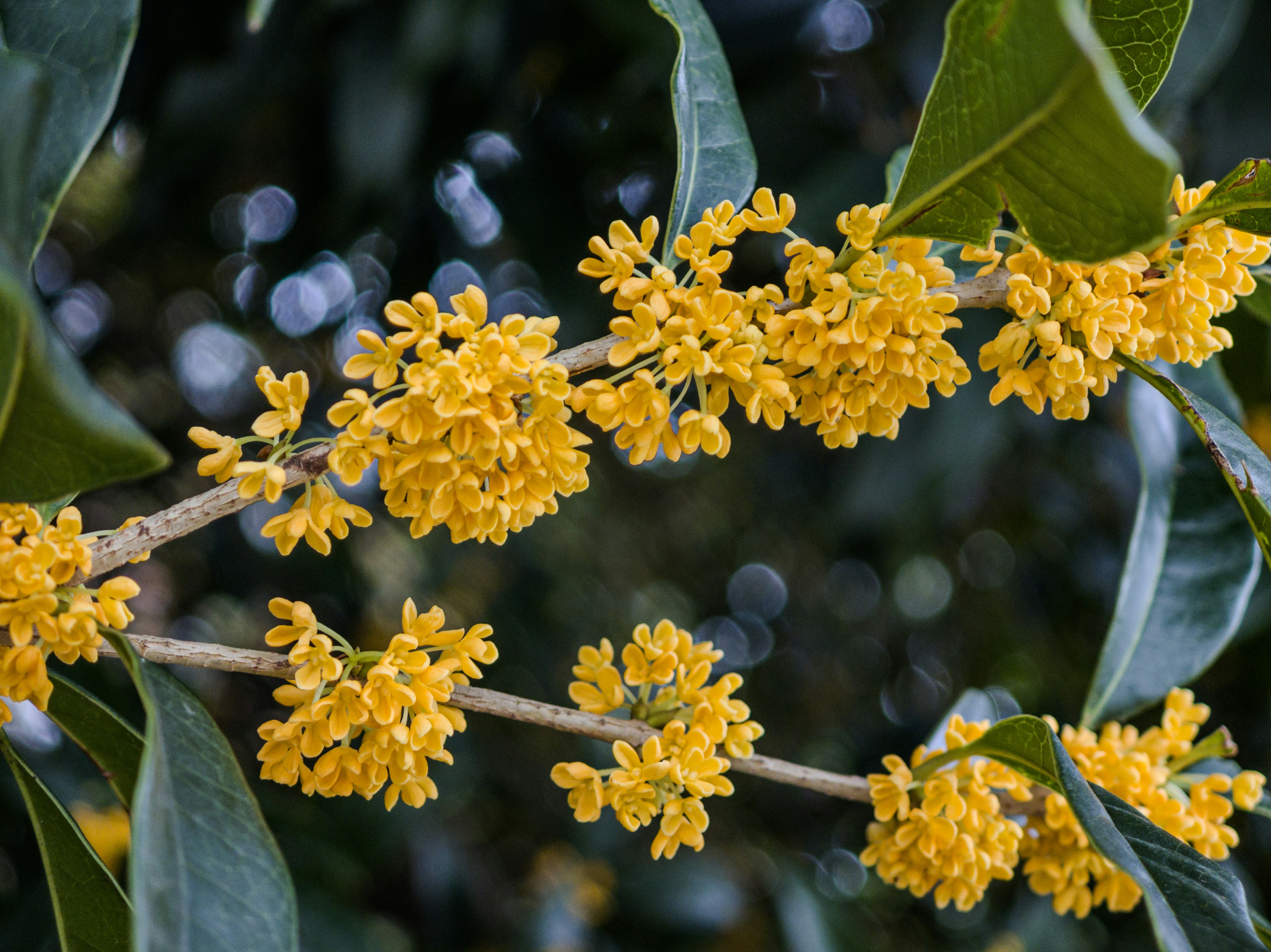 Osmanthus blooms. ALL FRESH AND FRAGRANT.