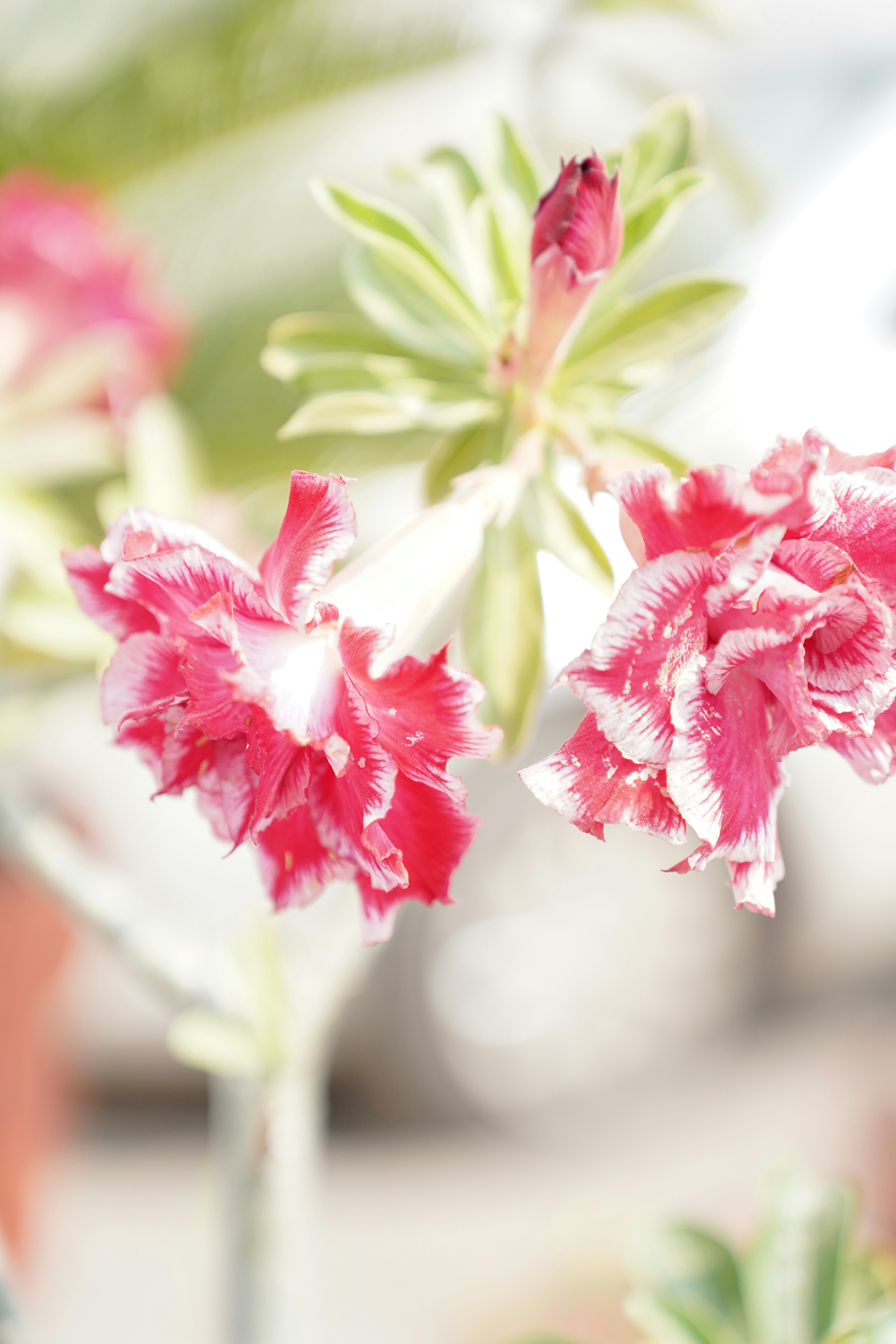 Morning Light on Pink Carnations: A Close-Up in Soft Focus