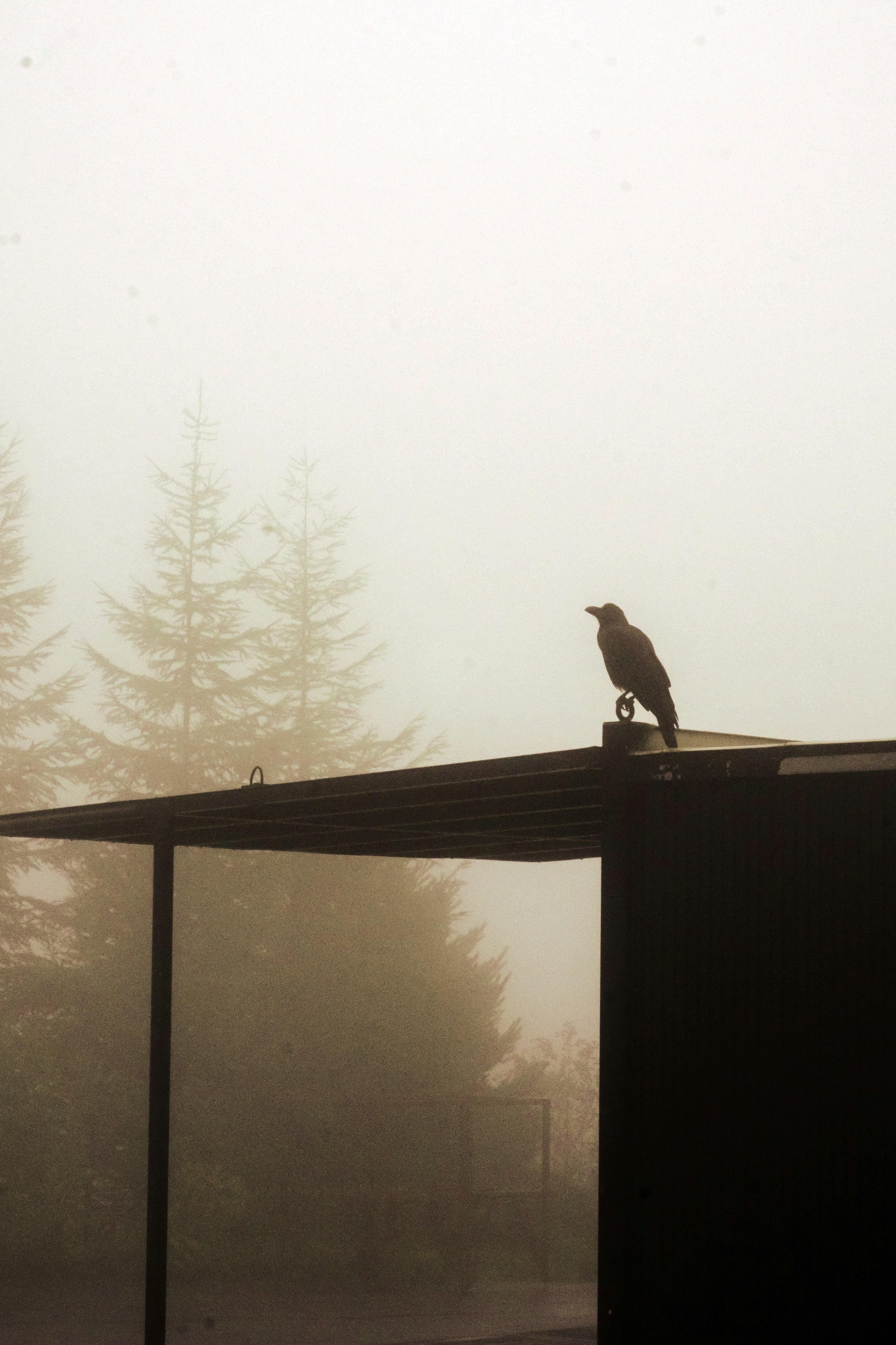 Mistbound Raven on a Fog-Draped Roof