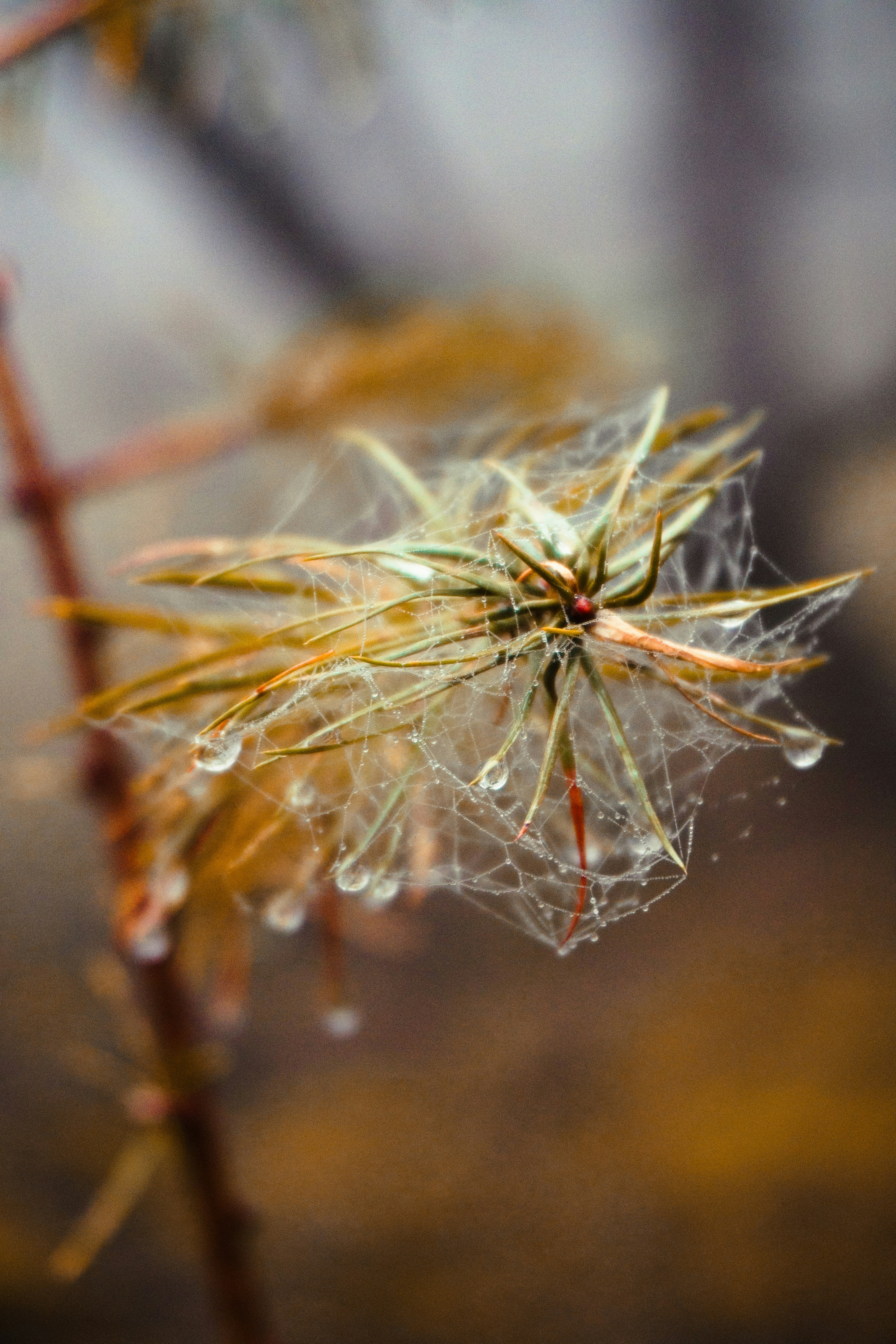 Silken Crown on a Dried Seed Head