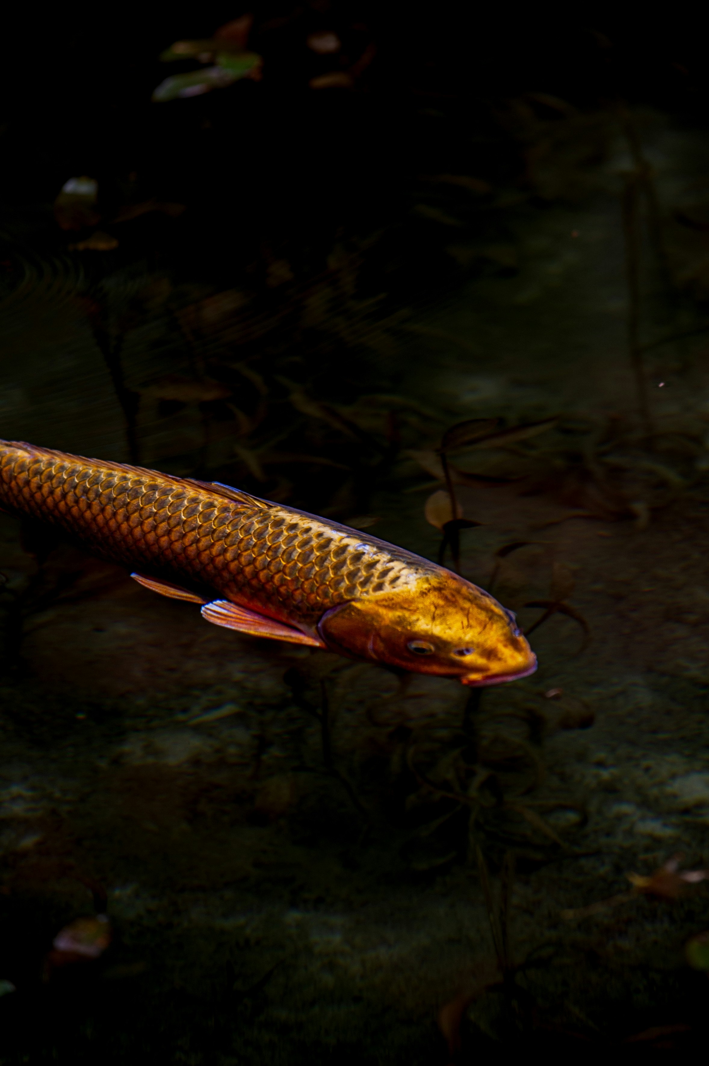 Golden Koi in Velvet Depths: a solitary glide through a dim pond