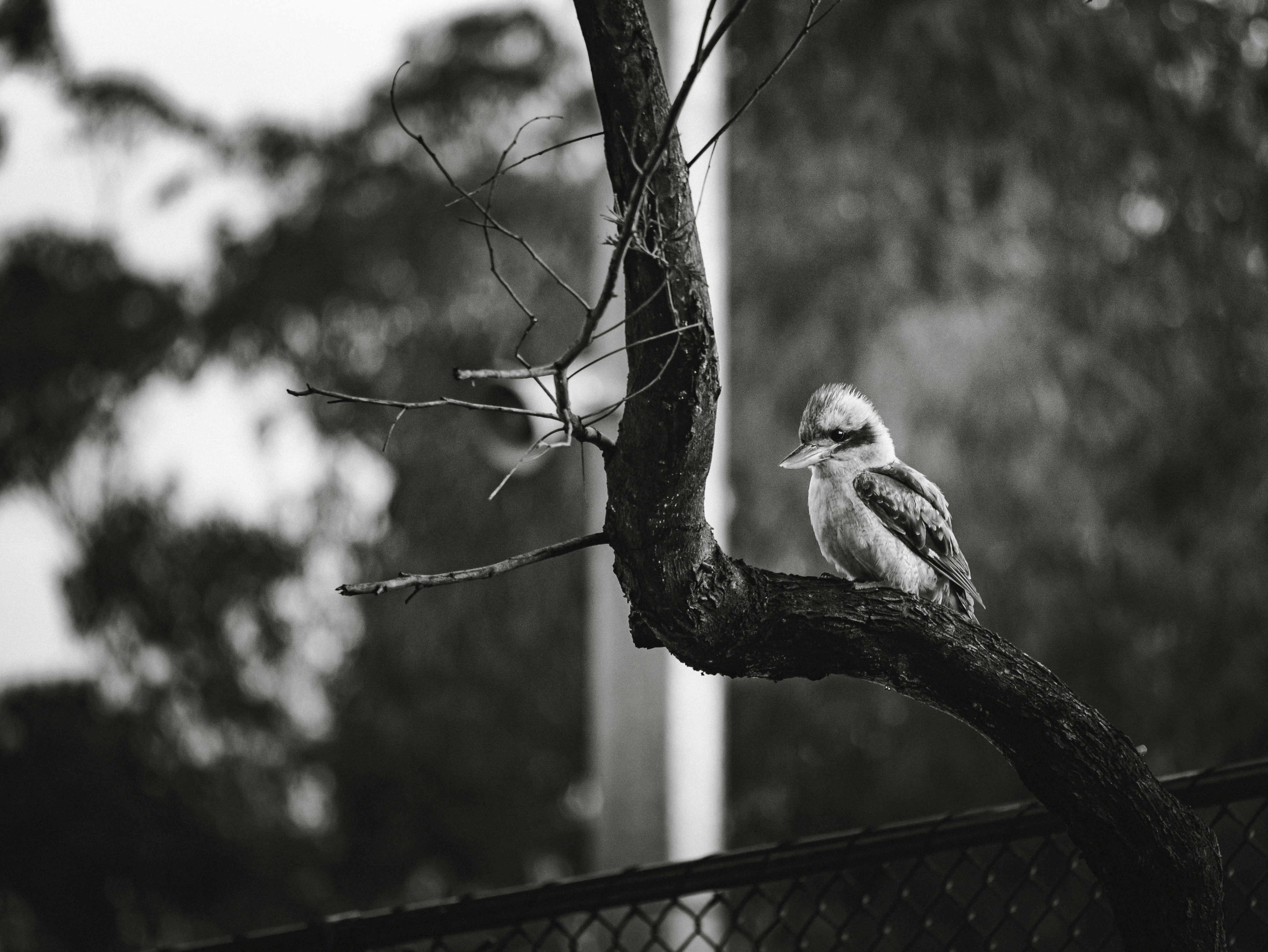 Monochrome Perch: a small bird on a weathered branch beside a chain-link backdrop