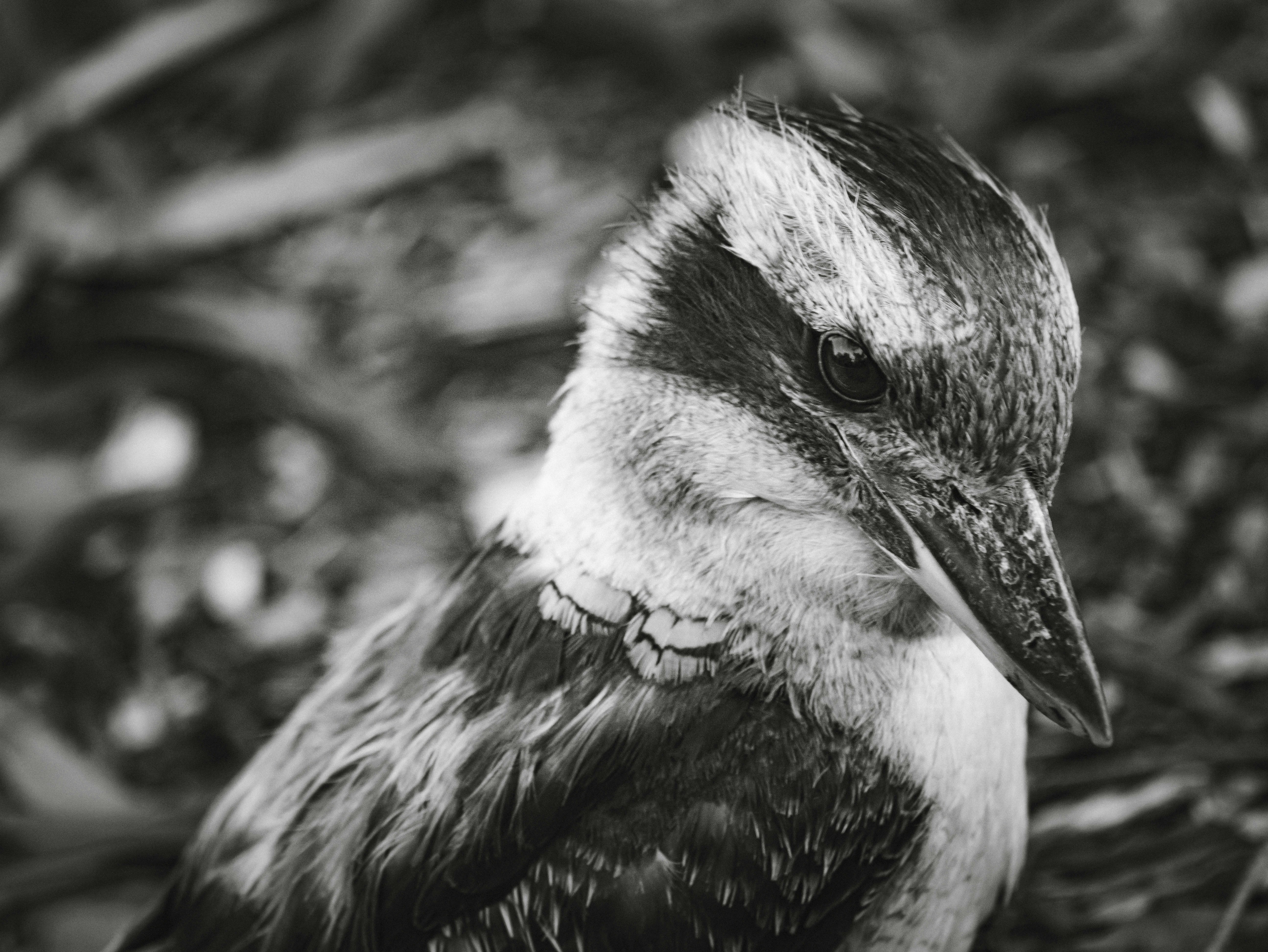 Noir Gaze: Close-Up of a Striped-Browed Bird's Eye