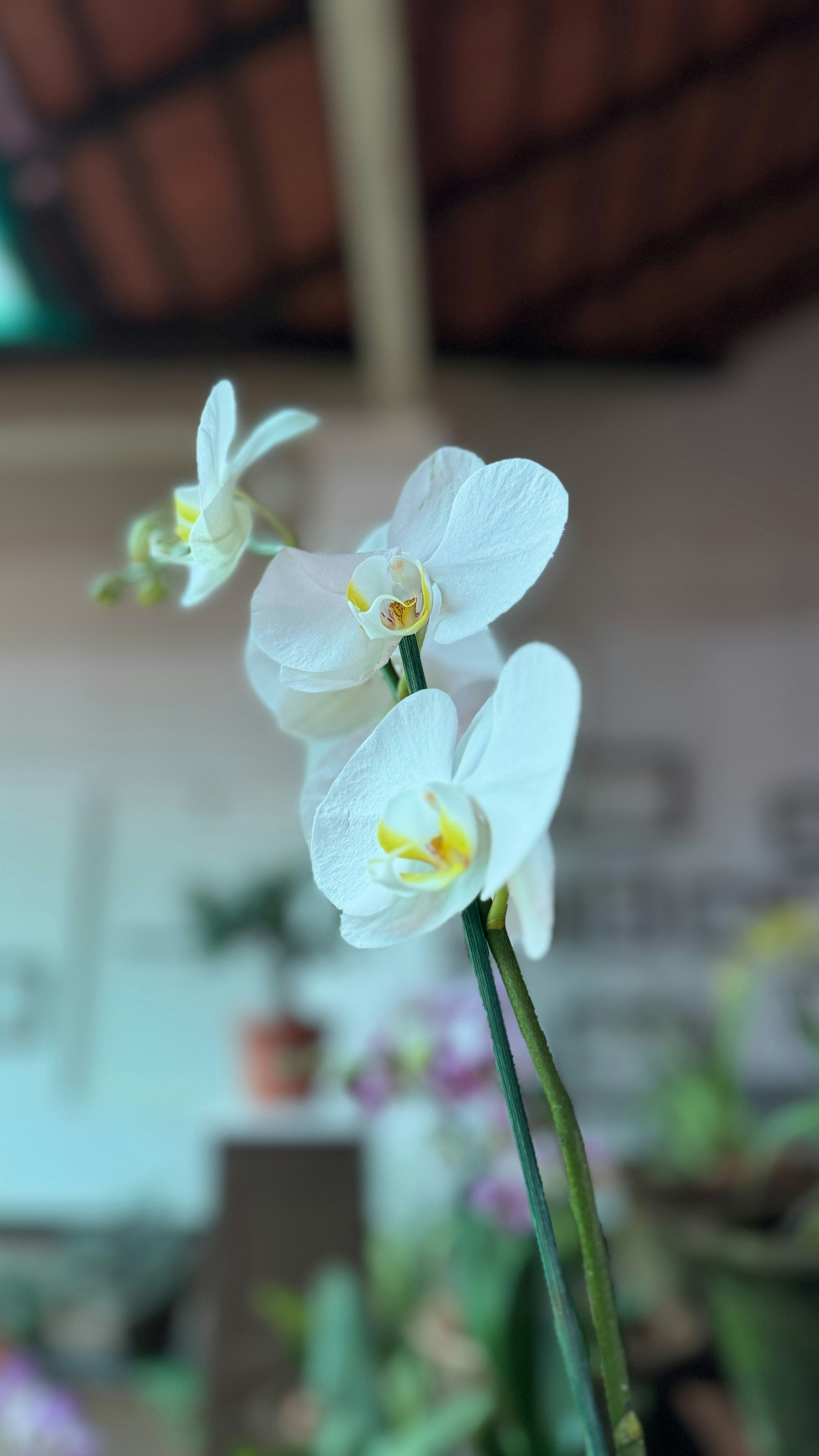 Whispering White Phalaenopsis in a Quiet Studio Spotlight