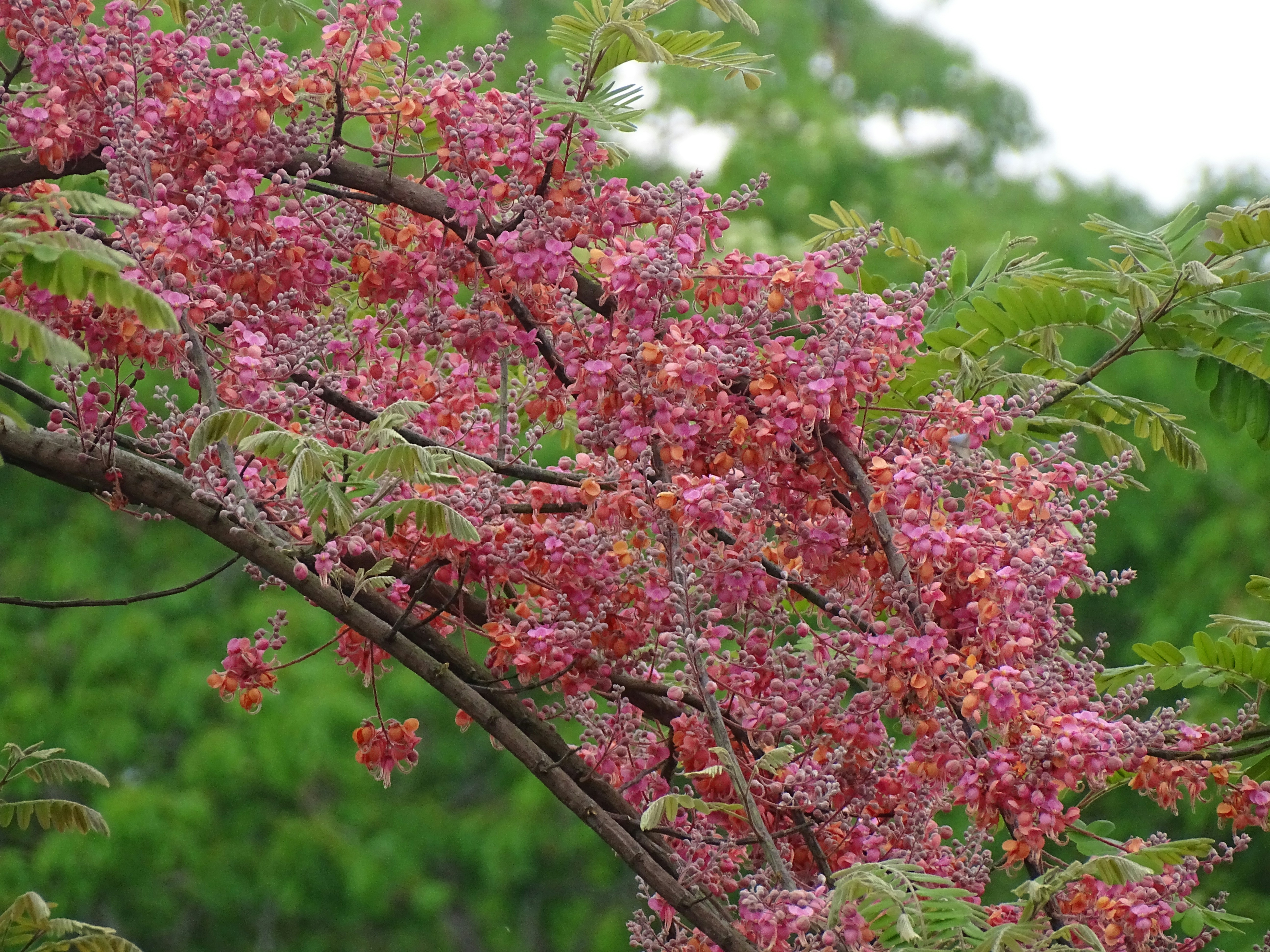 Crimson Cascades: Pink Blossoms Draped Across a Green Canopy