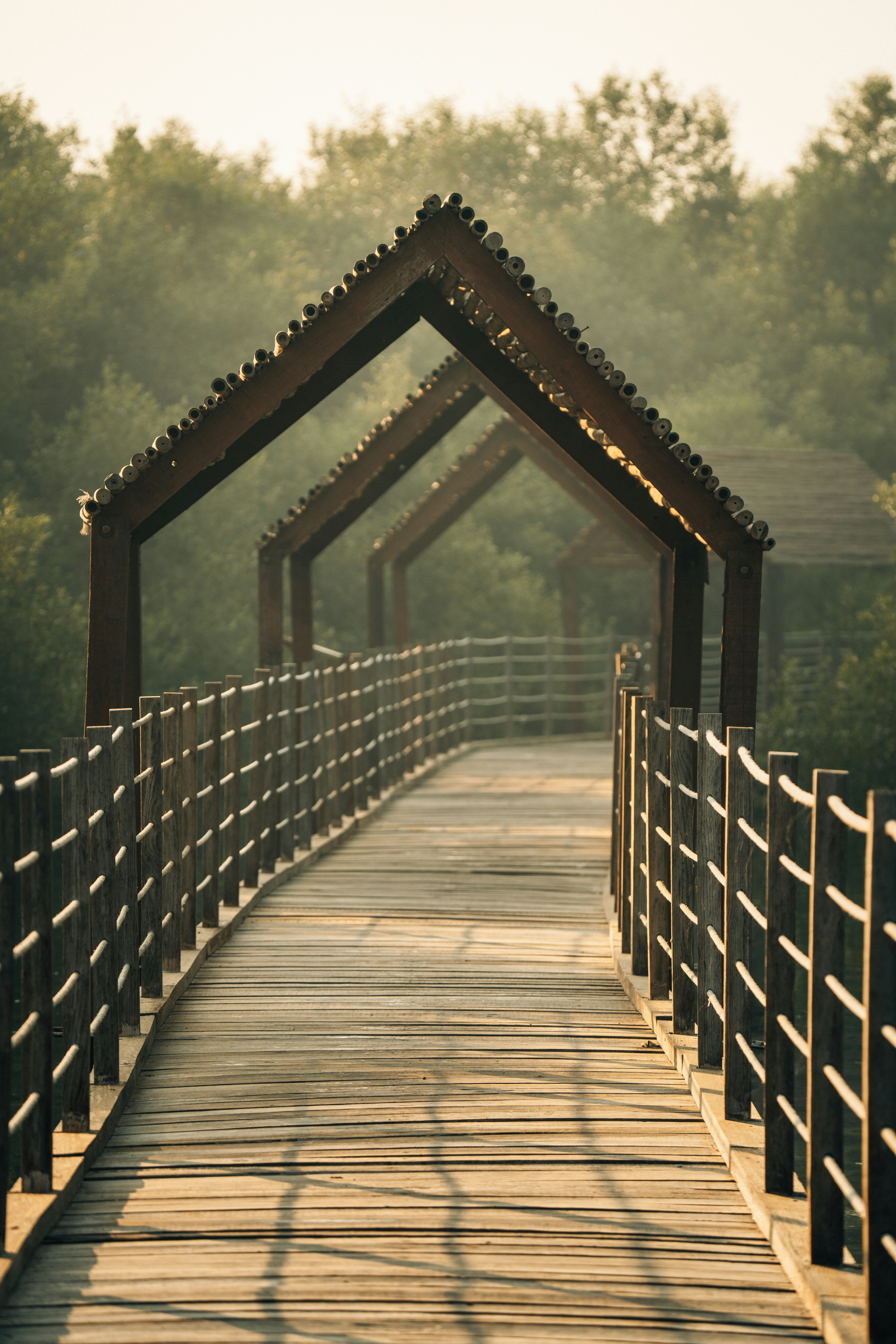 A symmetrical architectural shot of a wooden walkway leading into lush mangroves, framed with geometric roof structures and soft natural light.