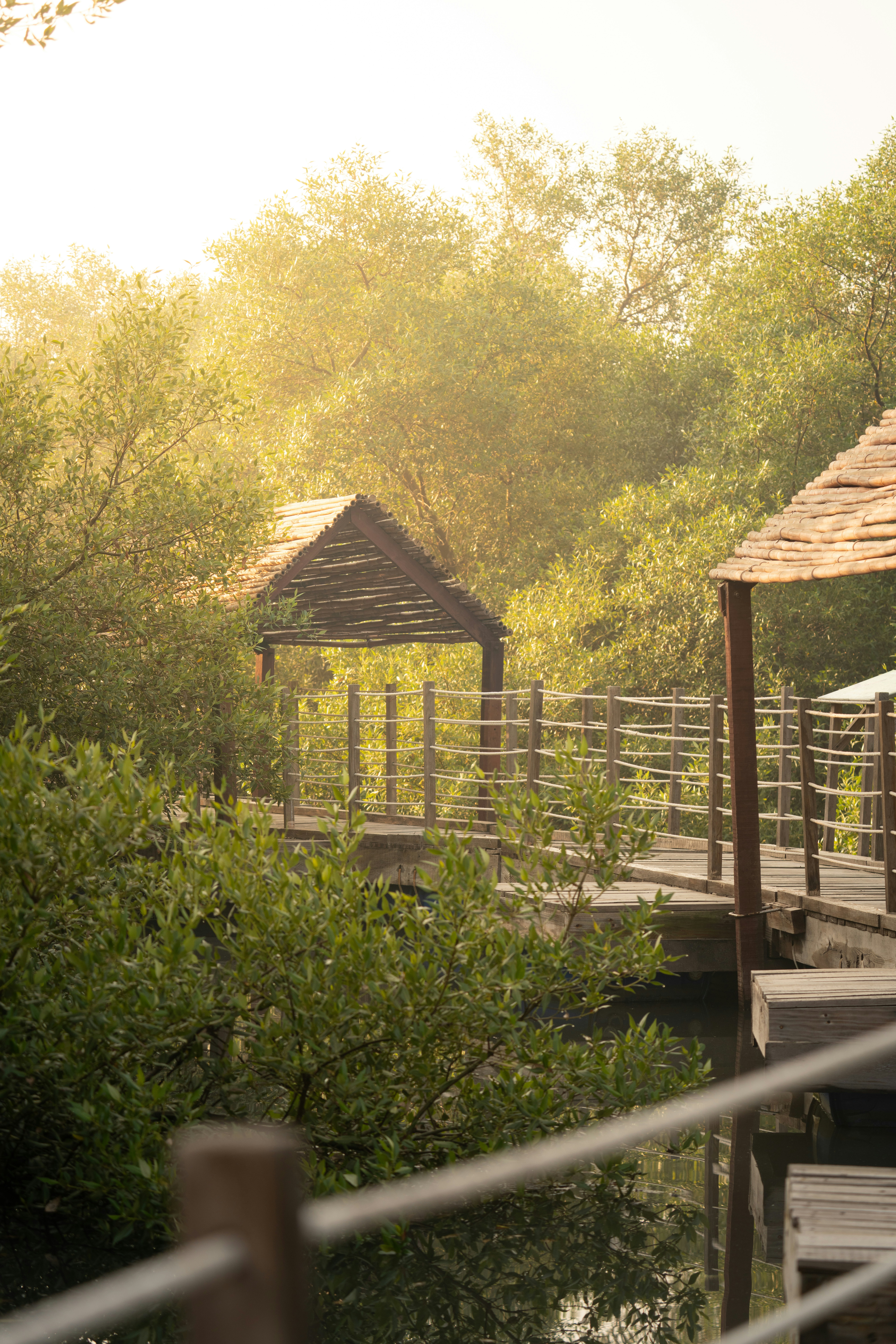 Hazy Morning on a Cedar-Boardwalk: Pavilion Amid Trees
