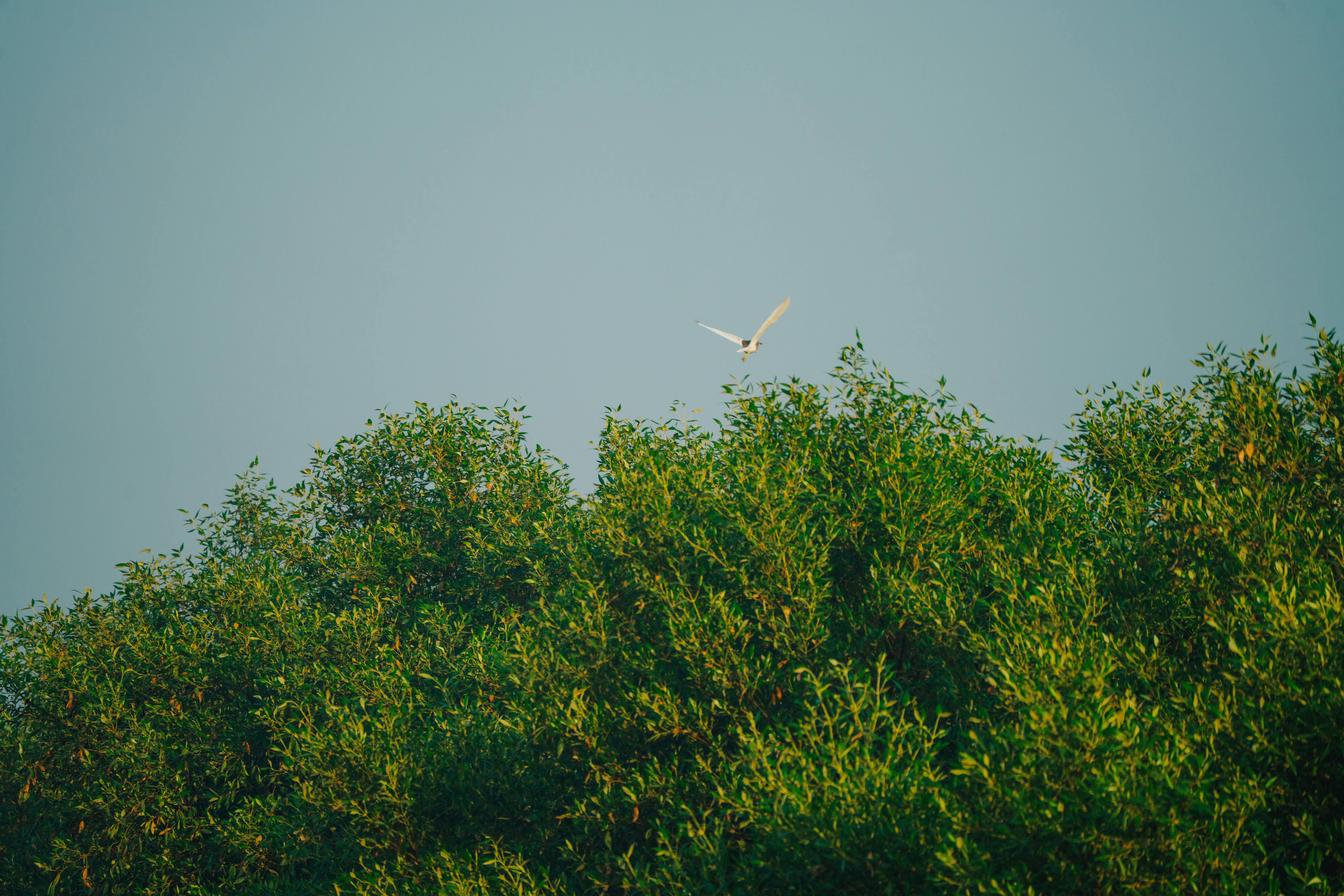A white bird captured mid-flight above a dense mangrove forest under a clear blue sky. Ideal for wildlife, freedom, and nature themes.