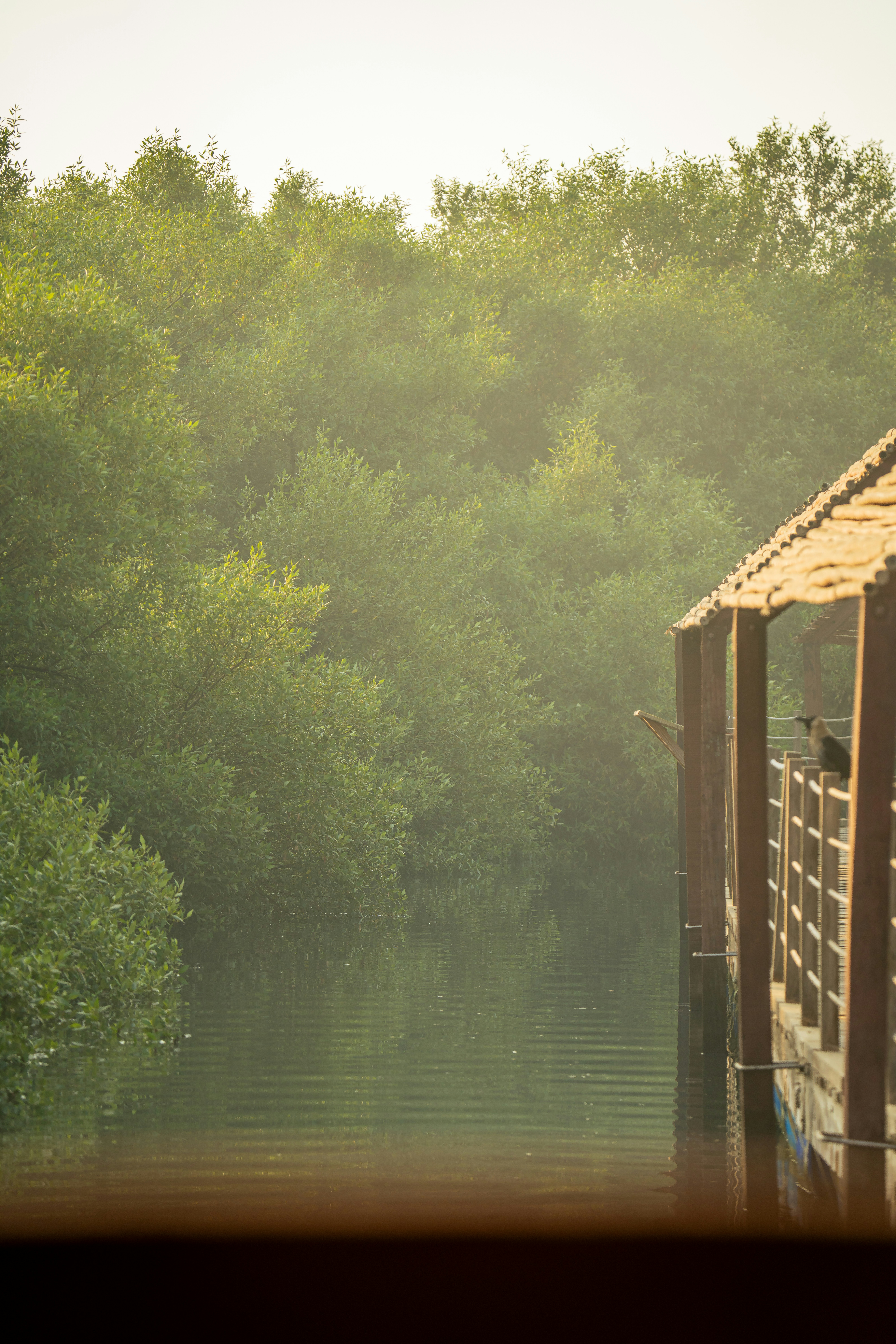 Dawn Mist Over a Riverside Mangrove Veranda