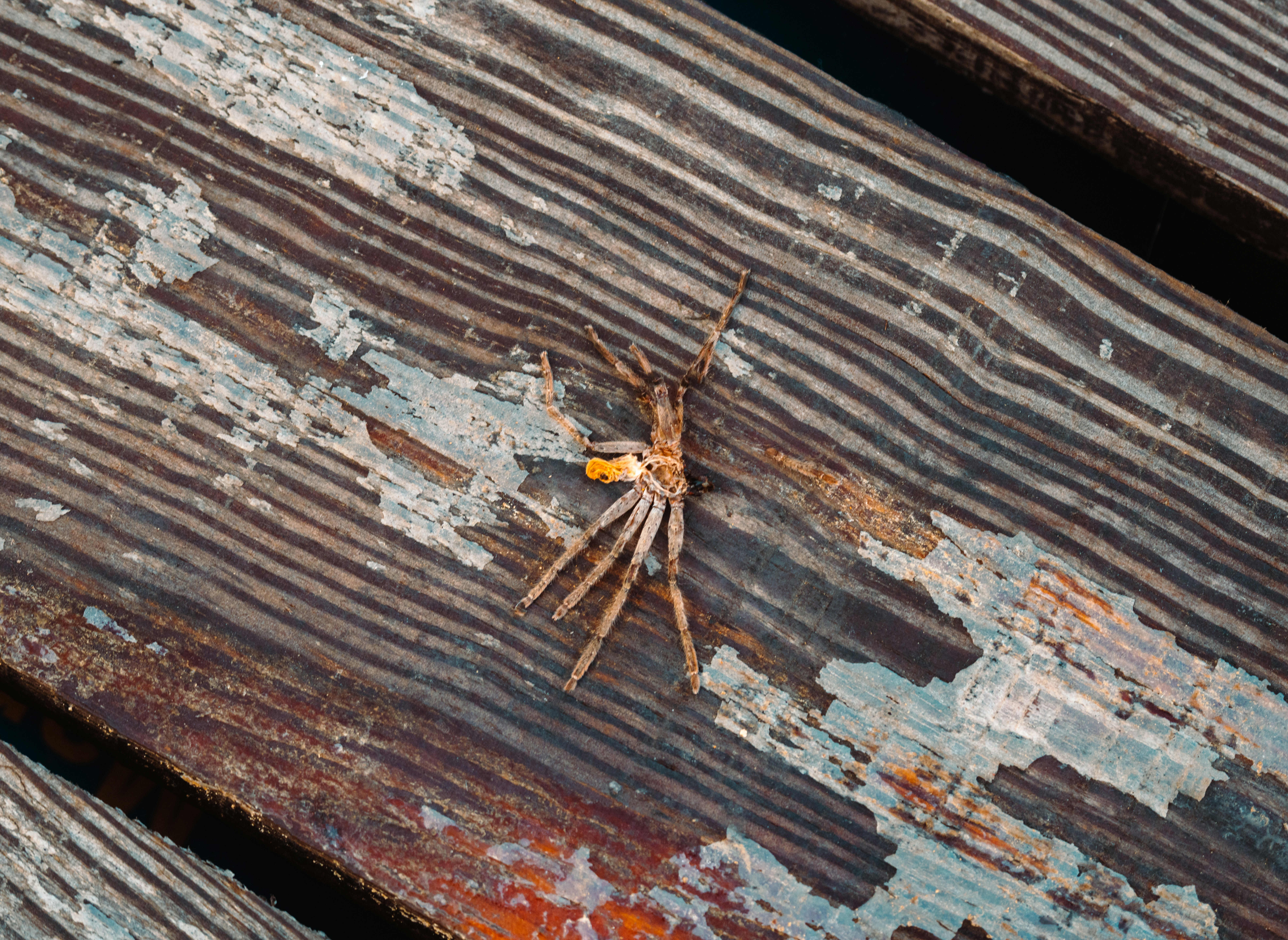 A detailed macro shot of a small spider resting on a weathered wooden boardwalk at a mangrove walkway. The peeling paint and rustic texture add a natural, raw feel to the composition. Perfect for nature, wildlife, macro photography, and texture-related uses.