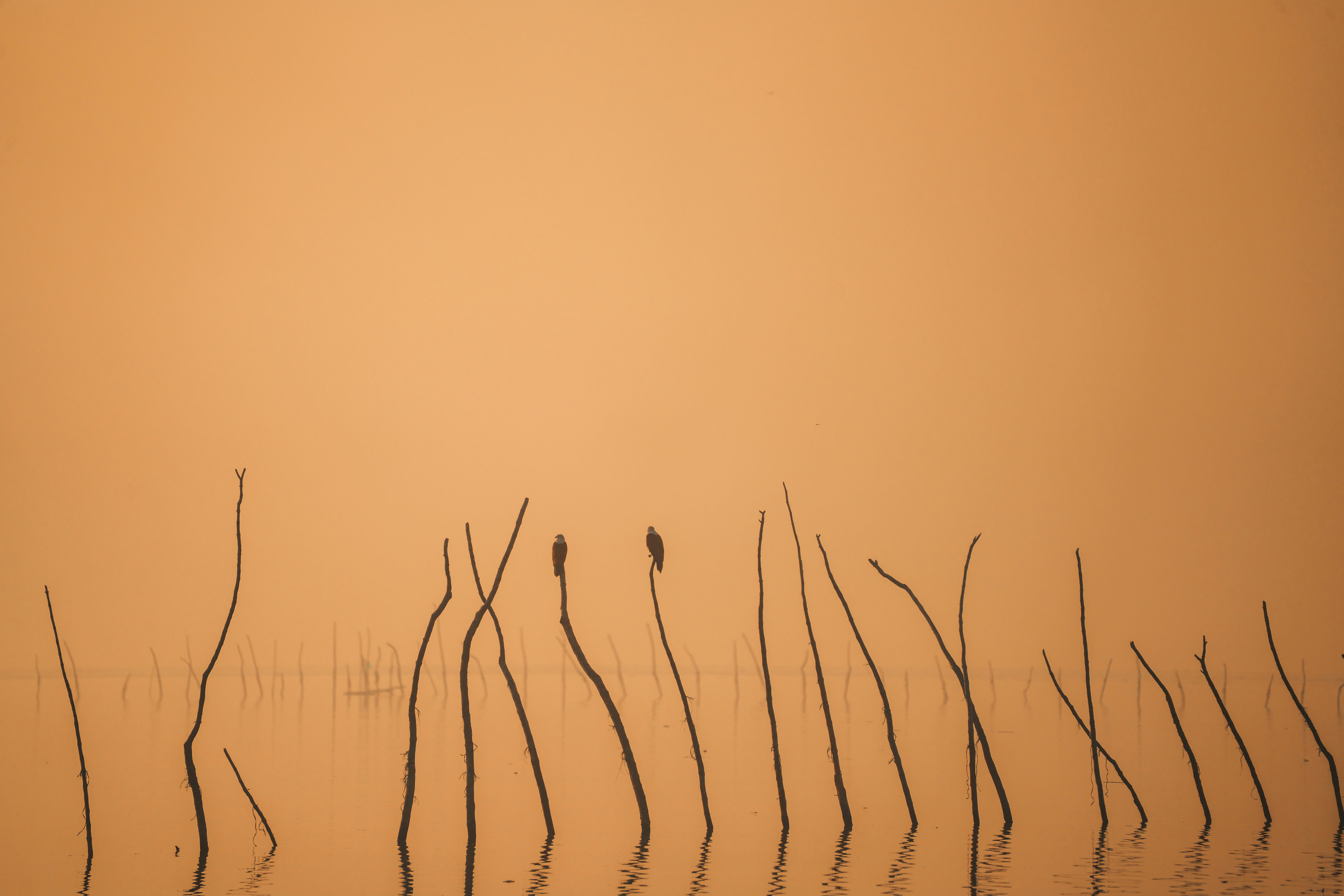 Two birds resting on vertical sticks against a warm, hazy backdrop. A minimal wildlife scene from coastal wetlands.