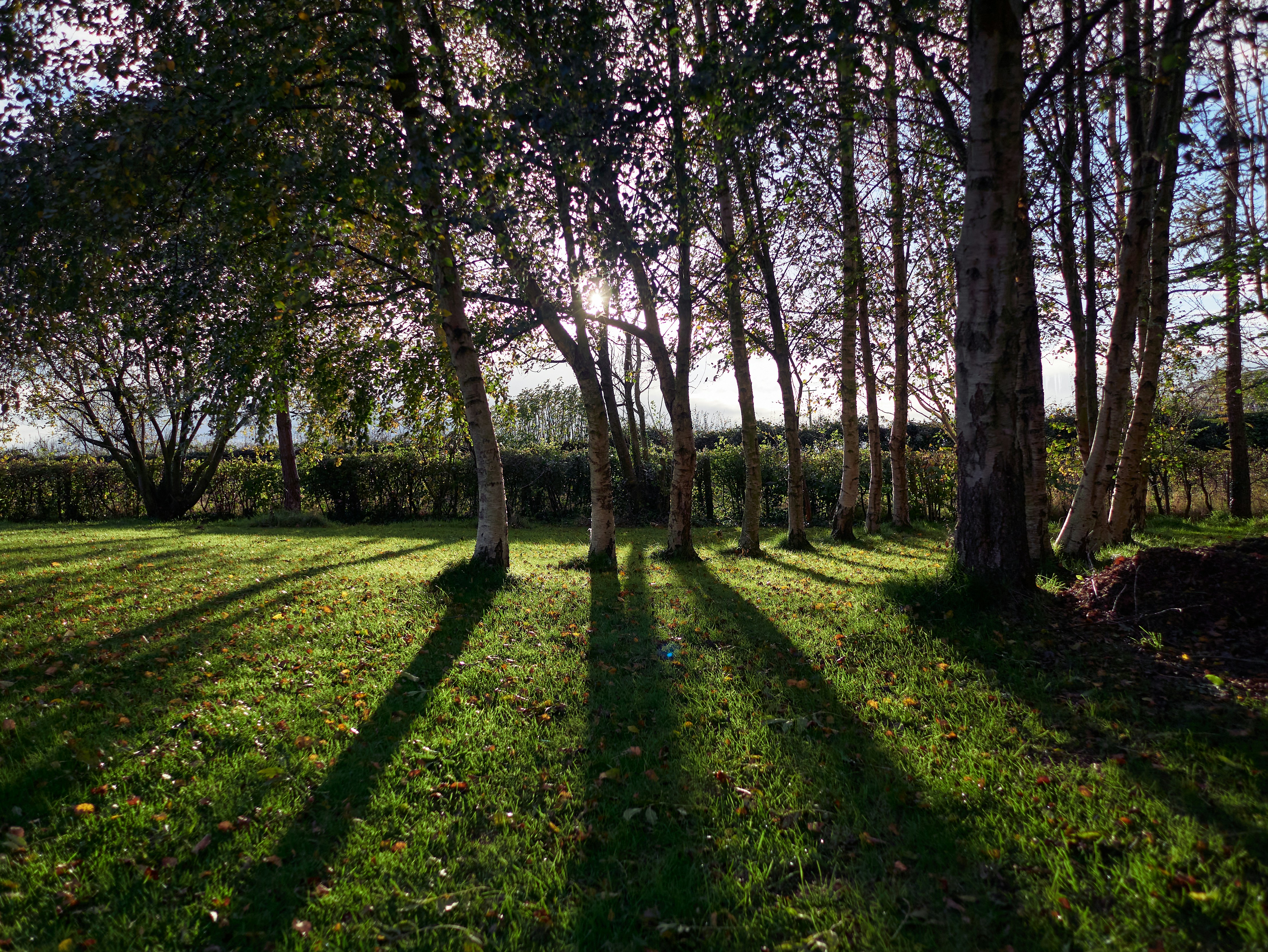 Beneath the Sun's Edge: Long Tree Shadows Across a Quiet Lawn