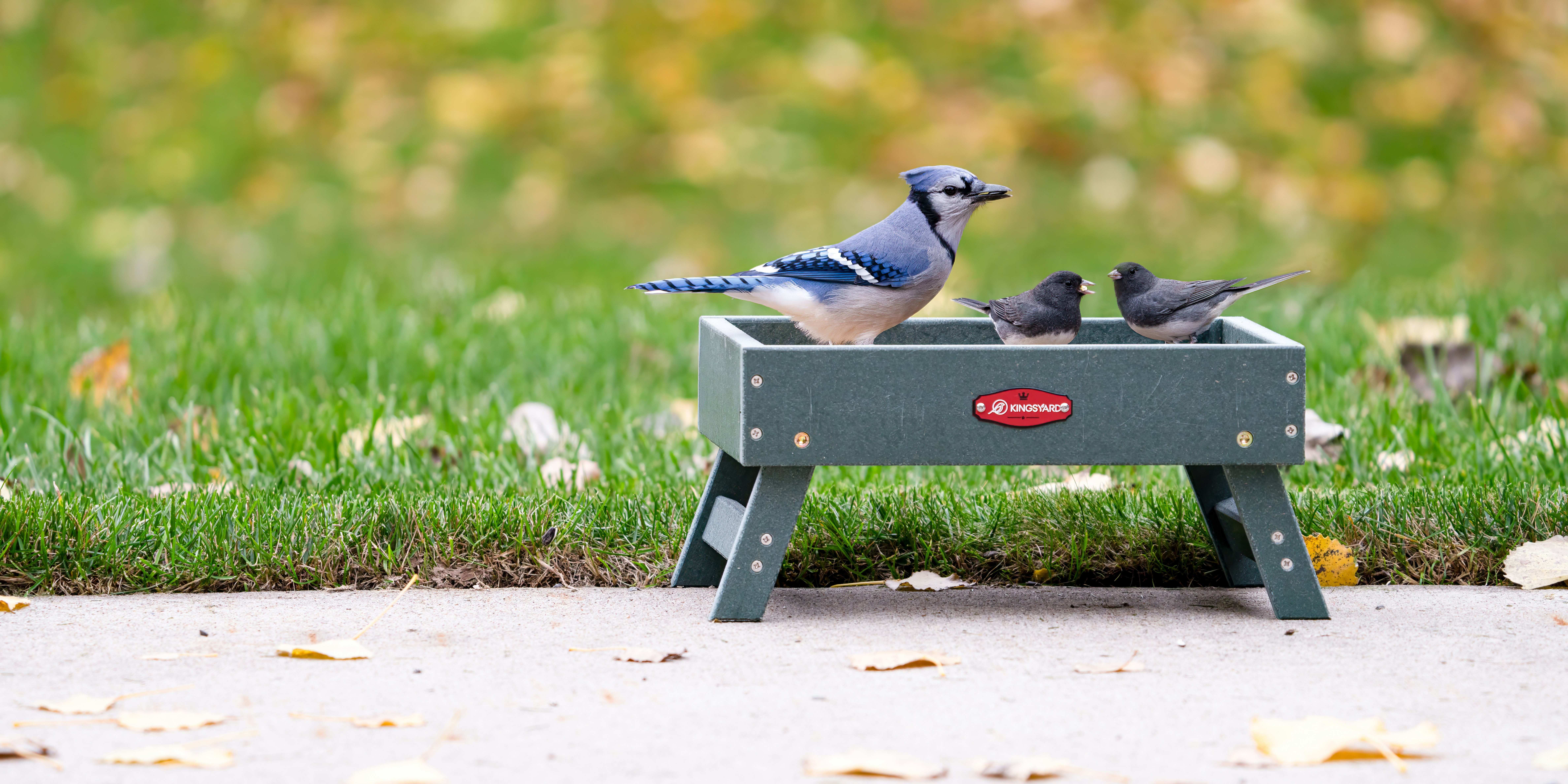 Autumn Vigil at the Park Feeder: Blue Tit Duo