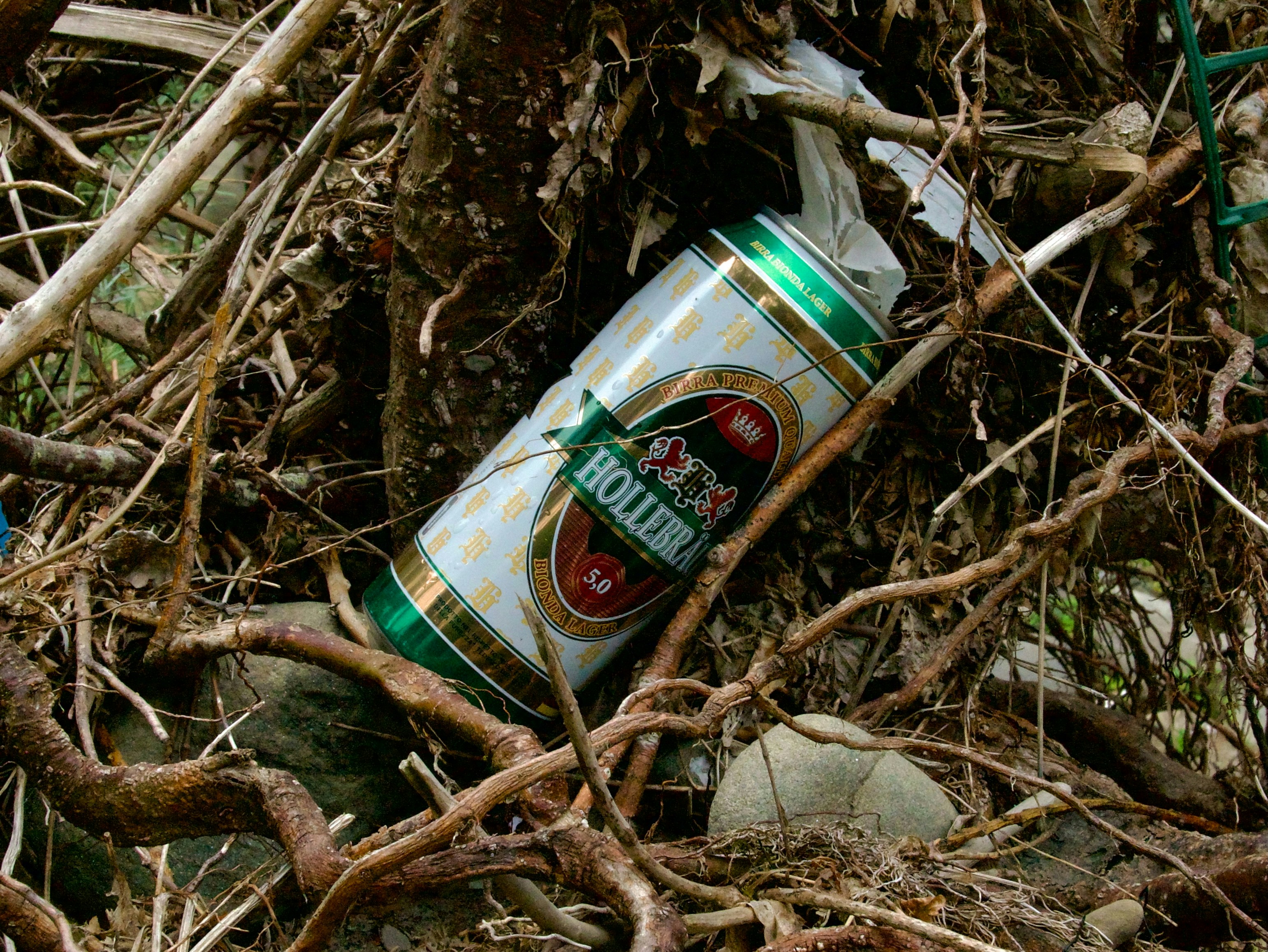 Root-Entwined Green Can: A Beer Bottle Nestled in Forest Roots