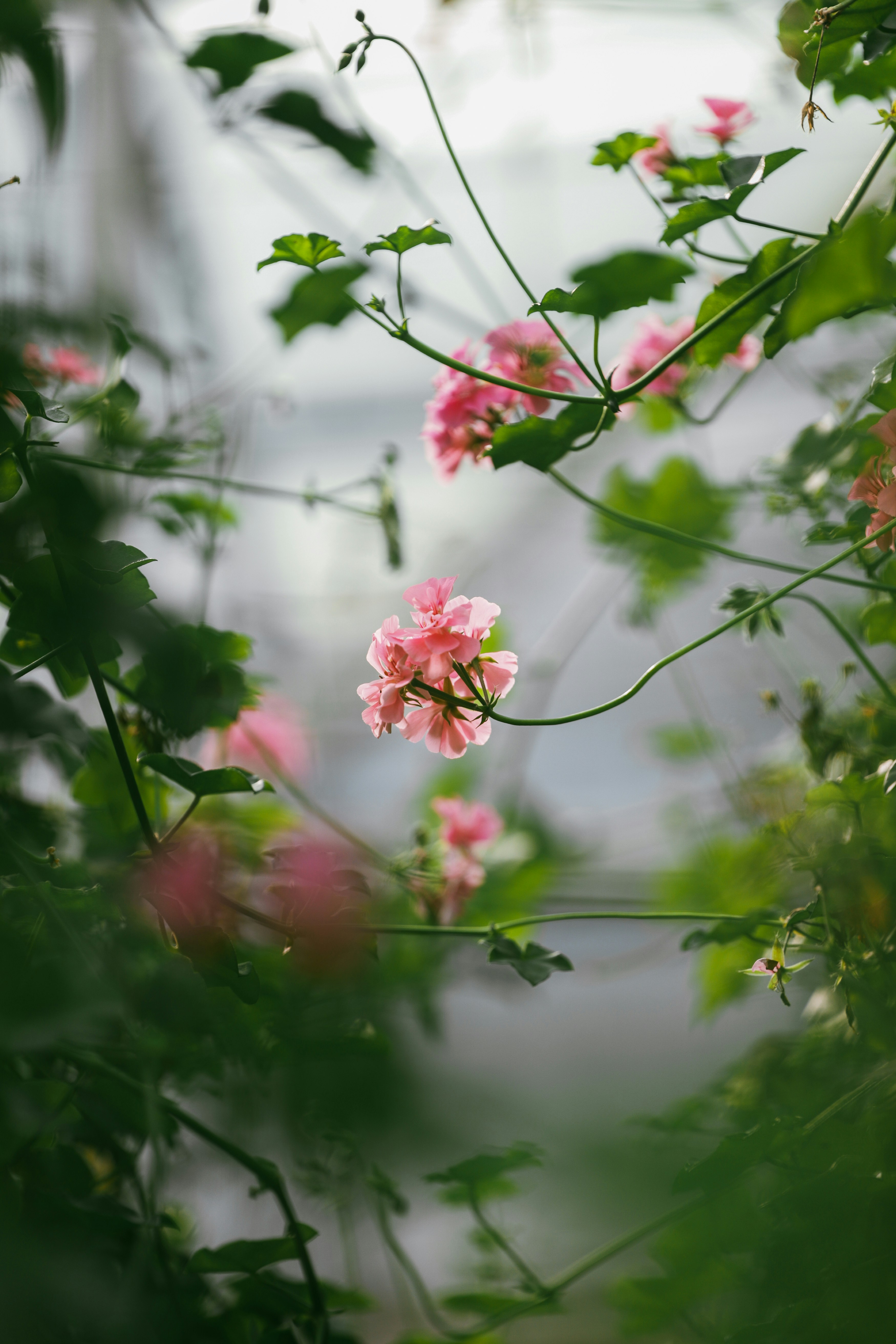 Pink Geraniums Framed by a Lattice of Vines in Soft Focus