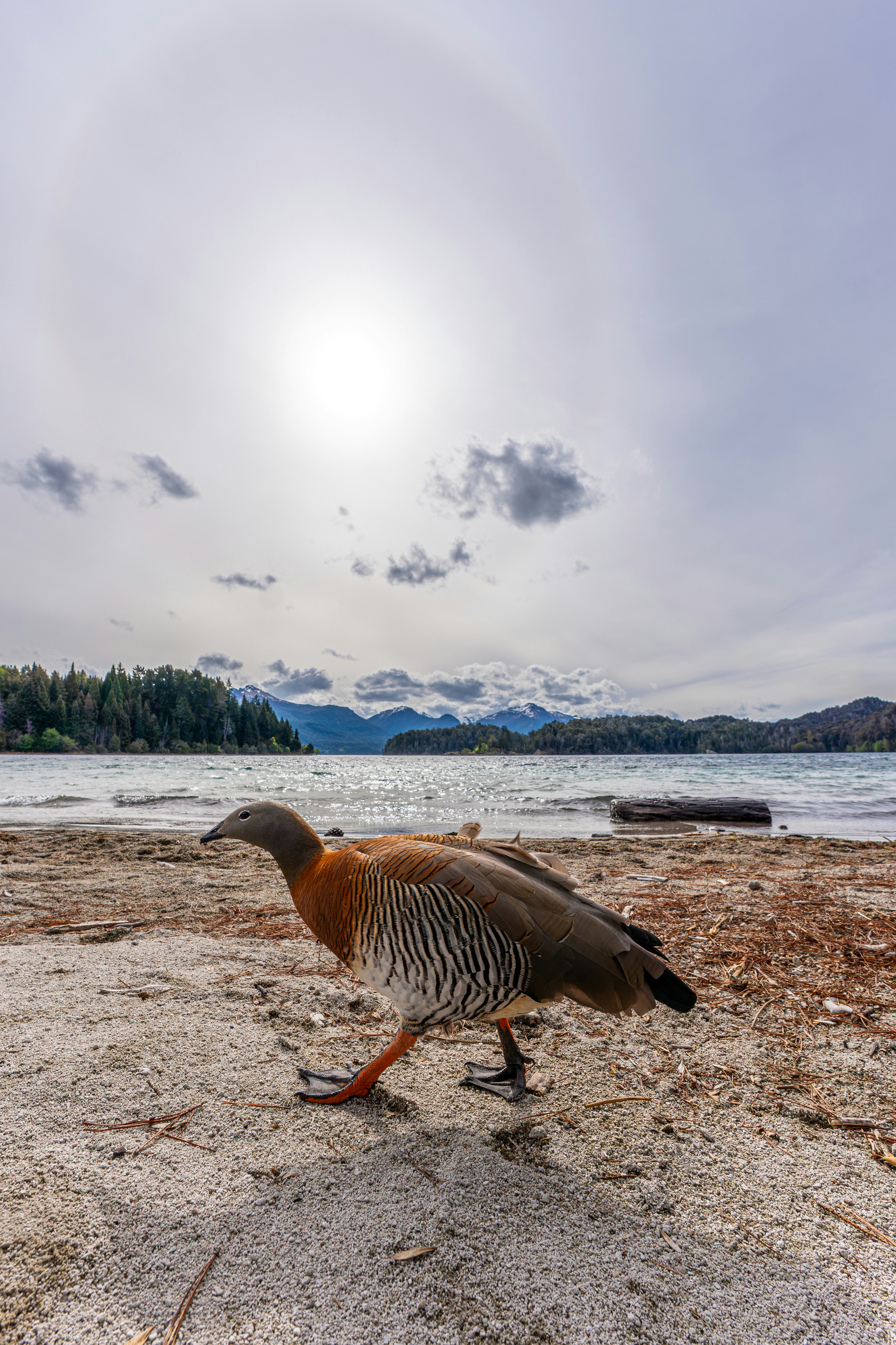 Lakeshore Wanderer Beneath a Solar Halo Over Quiet Waters