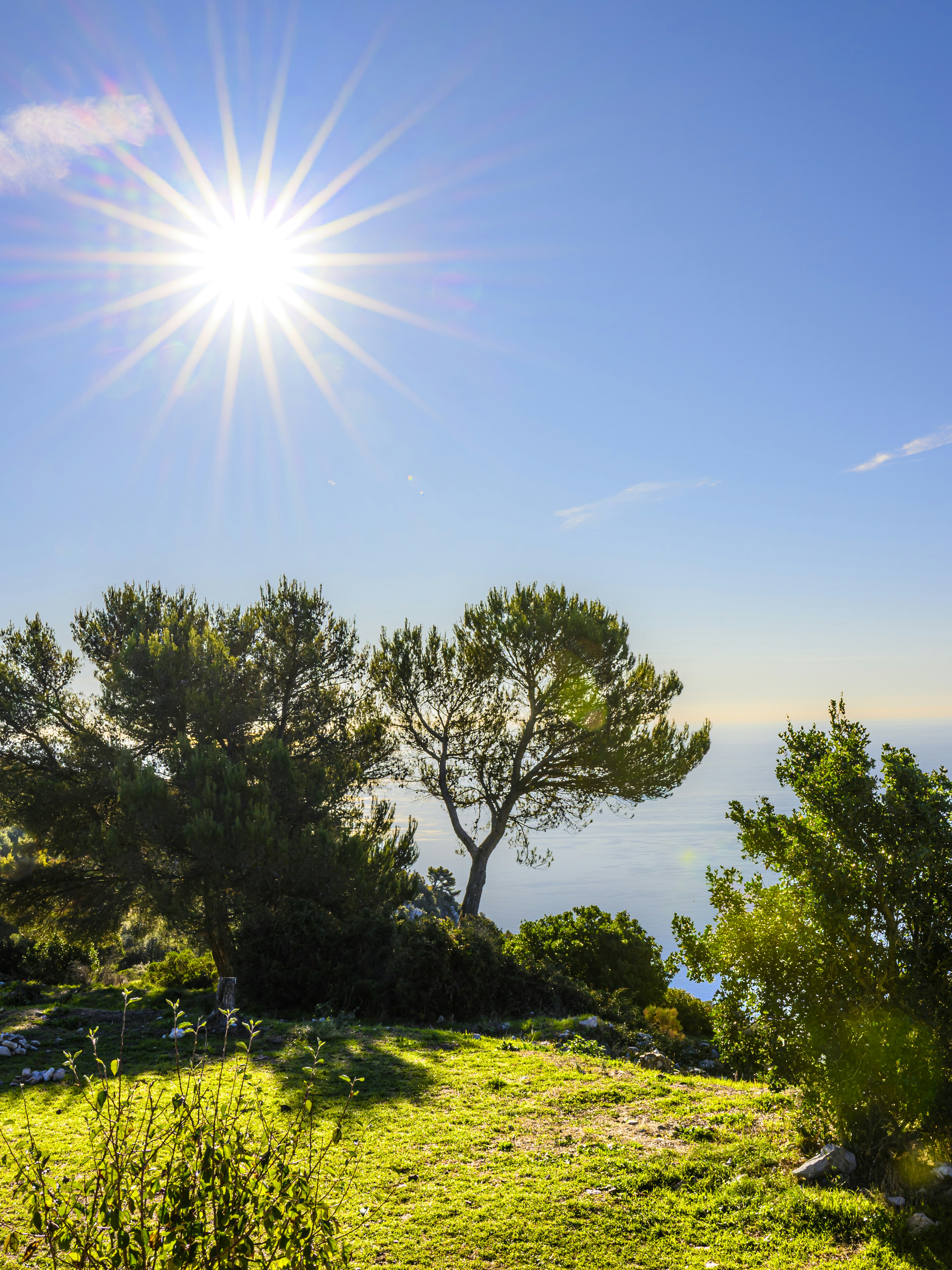 Sunburst Over Cliffside Pines Framing a Quiet Sea Horizon