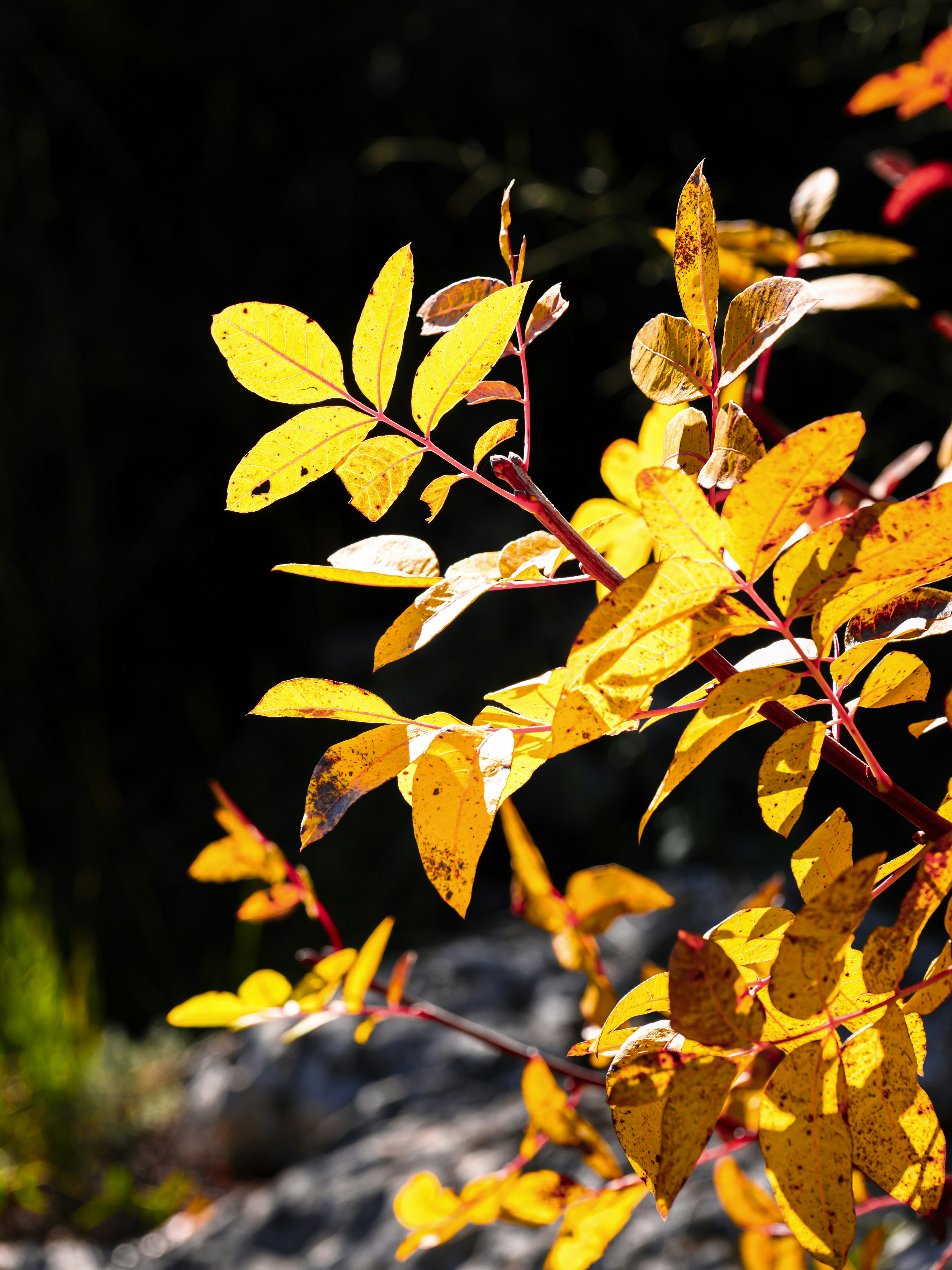 Photo by Philippe BONTEMPS with Nikon Z6 III