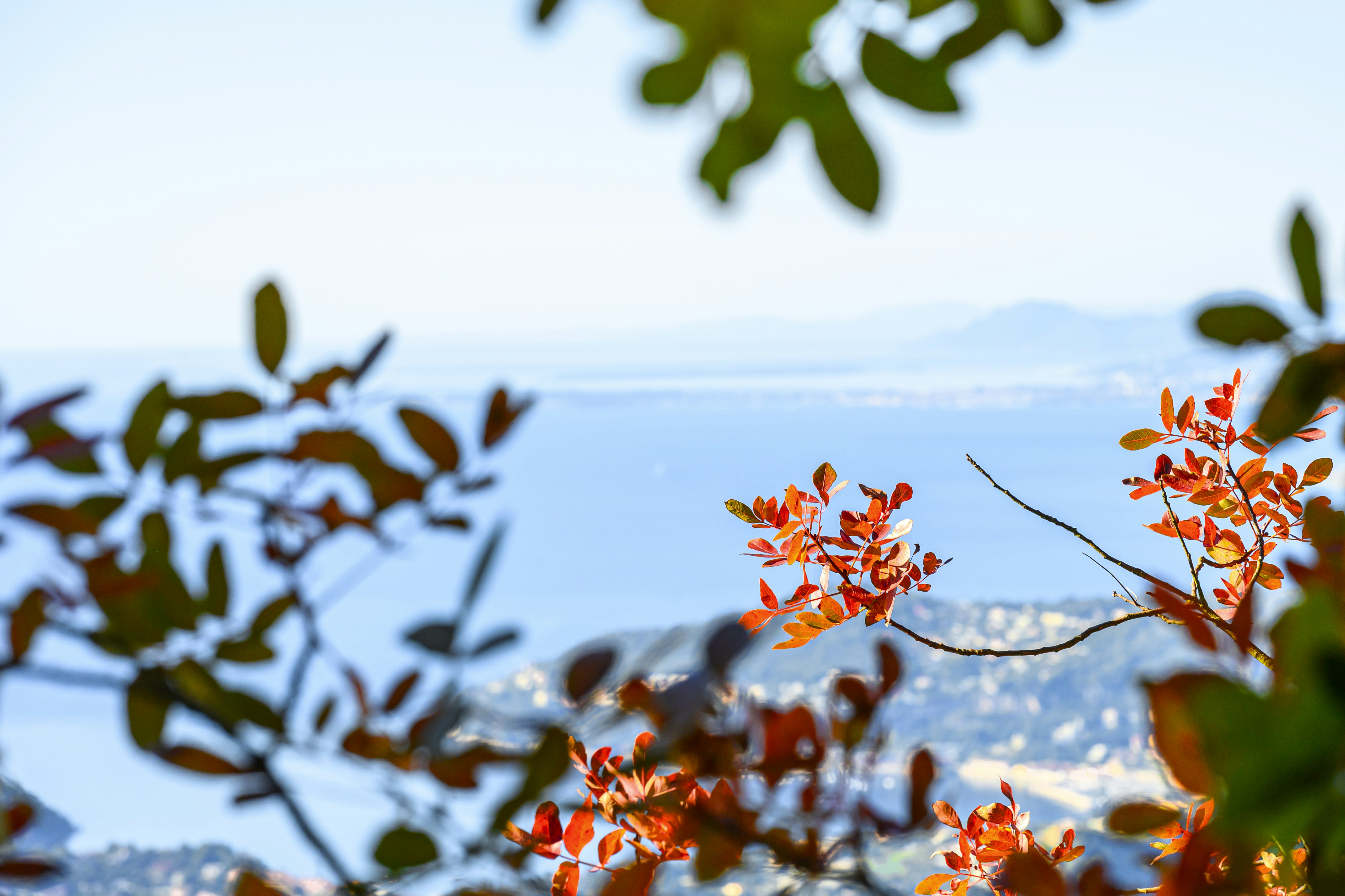 Crimson Fronds Framing a Distant Bay