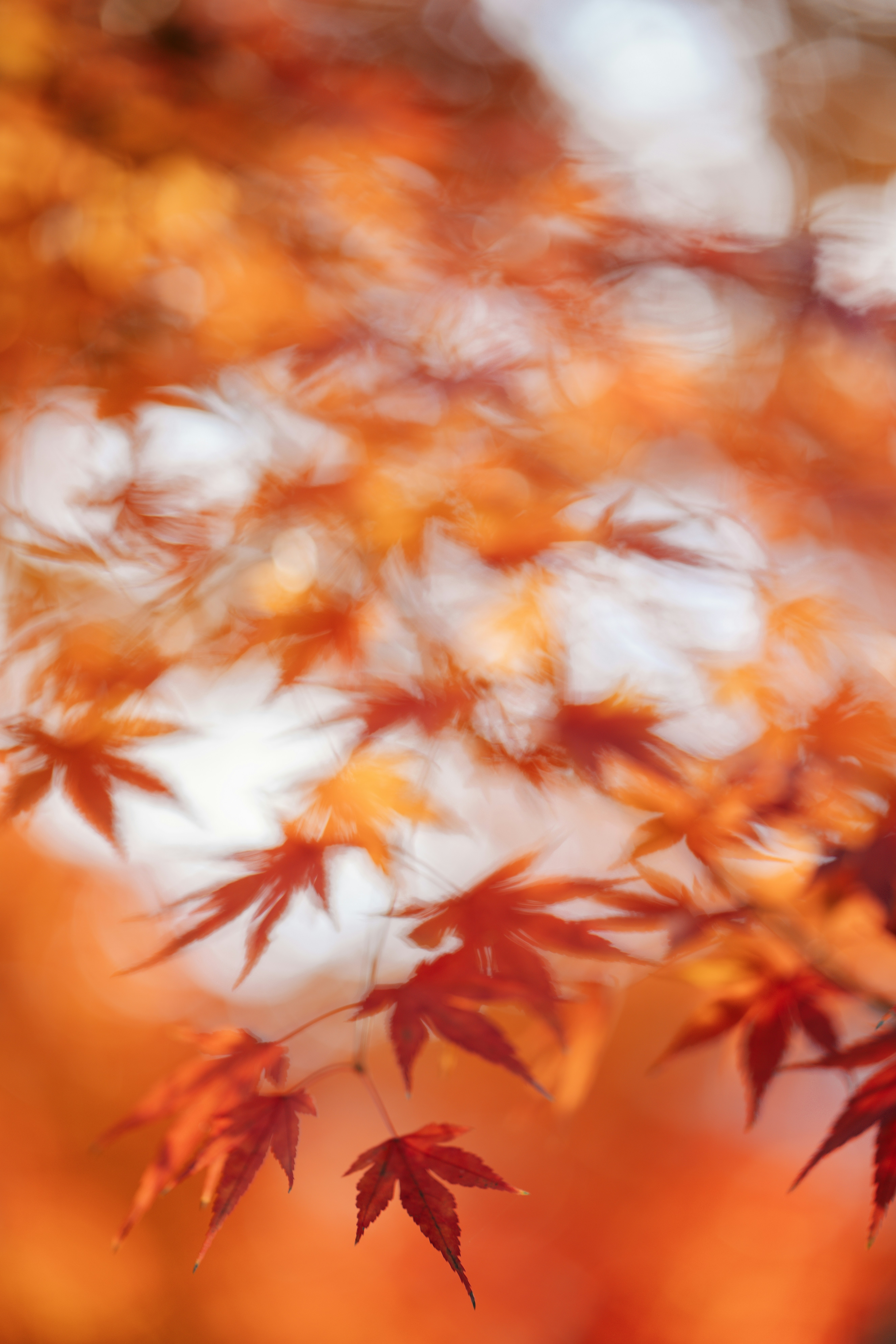 A close-up of orange maple leaves with a soft, blurry background. Vibrant red and orange leaves blurred in motion