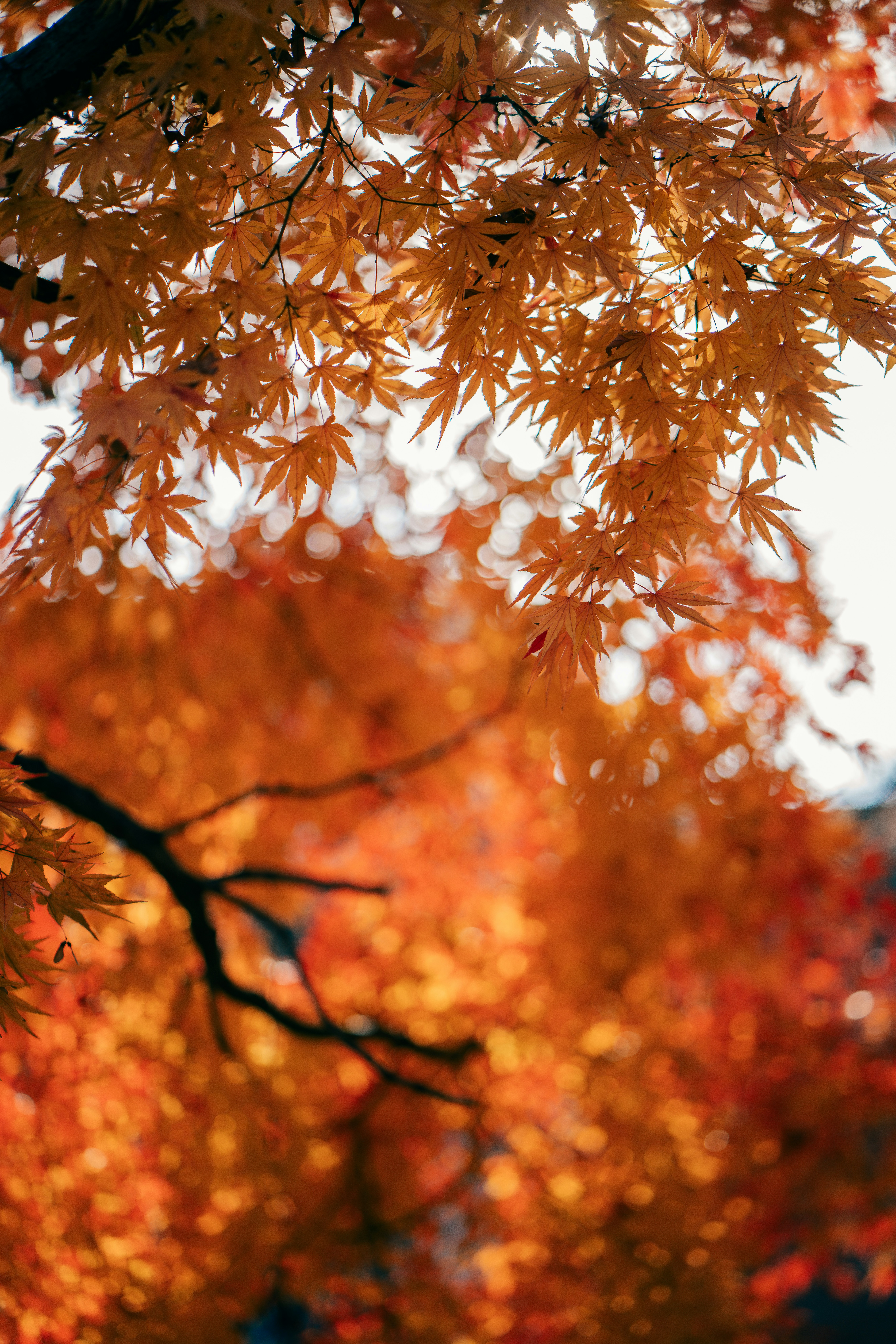 A close-up of orange maple leaves with a soft, blurry background. Vibrant red and orange leaves blurred in motion