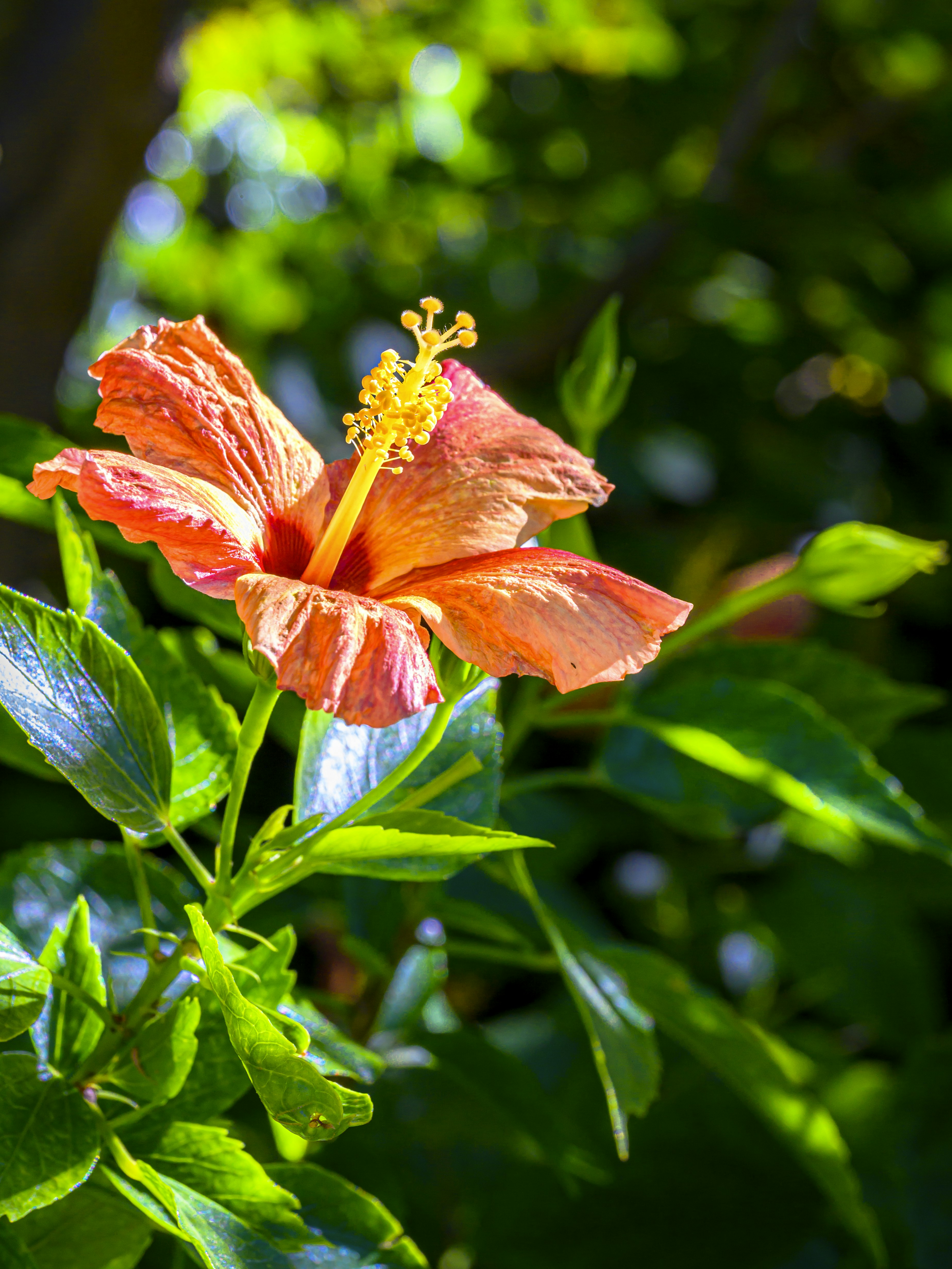 Sunlit Coral Hibiscus: A Stamen Burst Among Emerald Leaves
