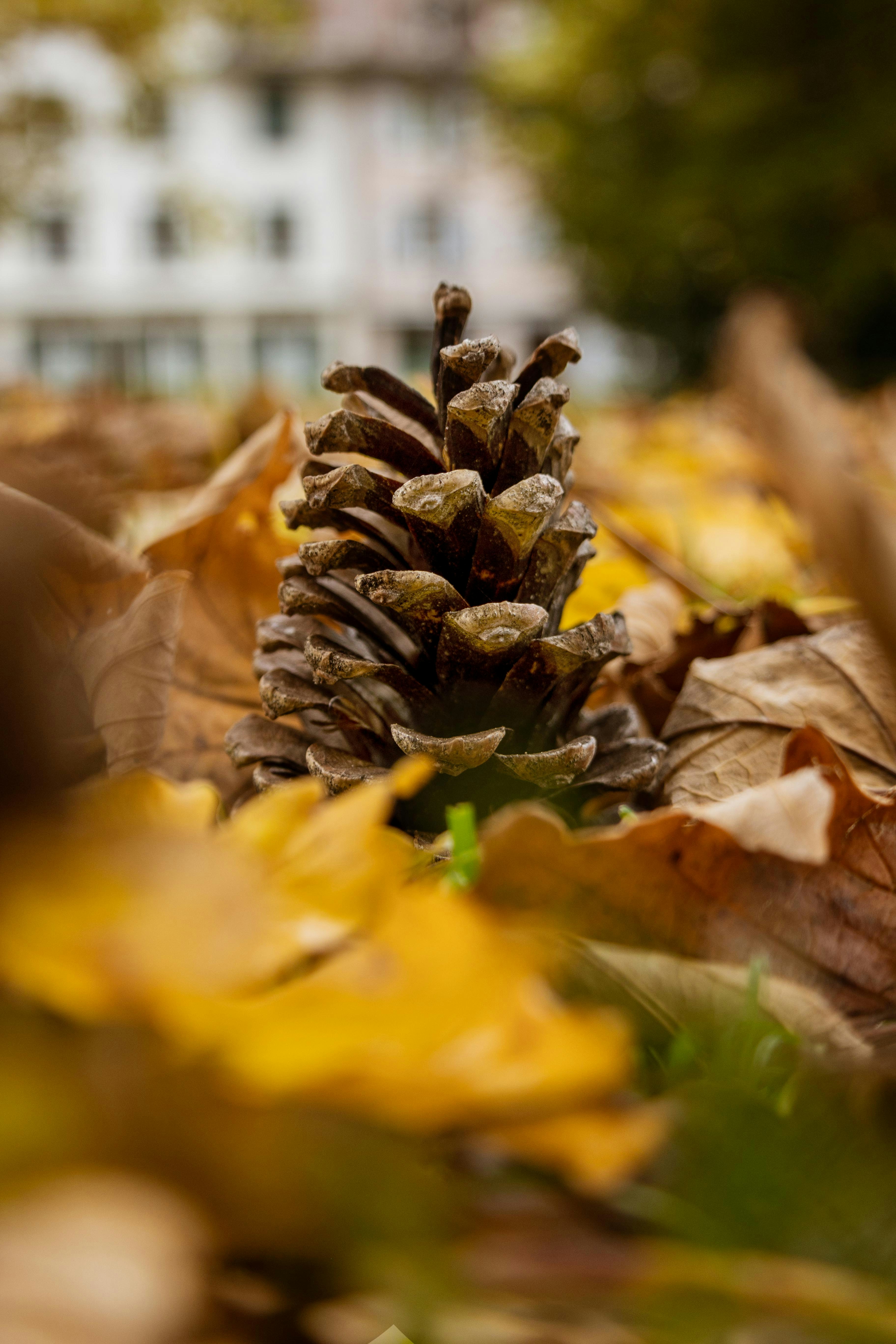 Dormant Pine Cone Emerges Through a Carpet of Autumn Gold