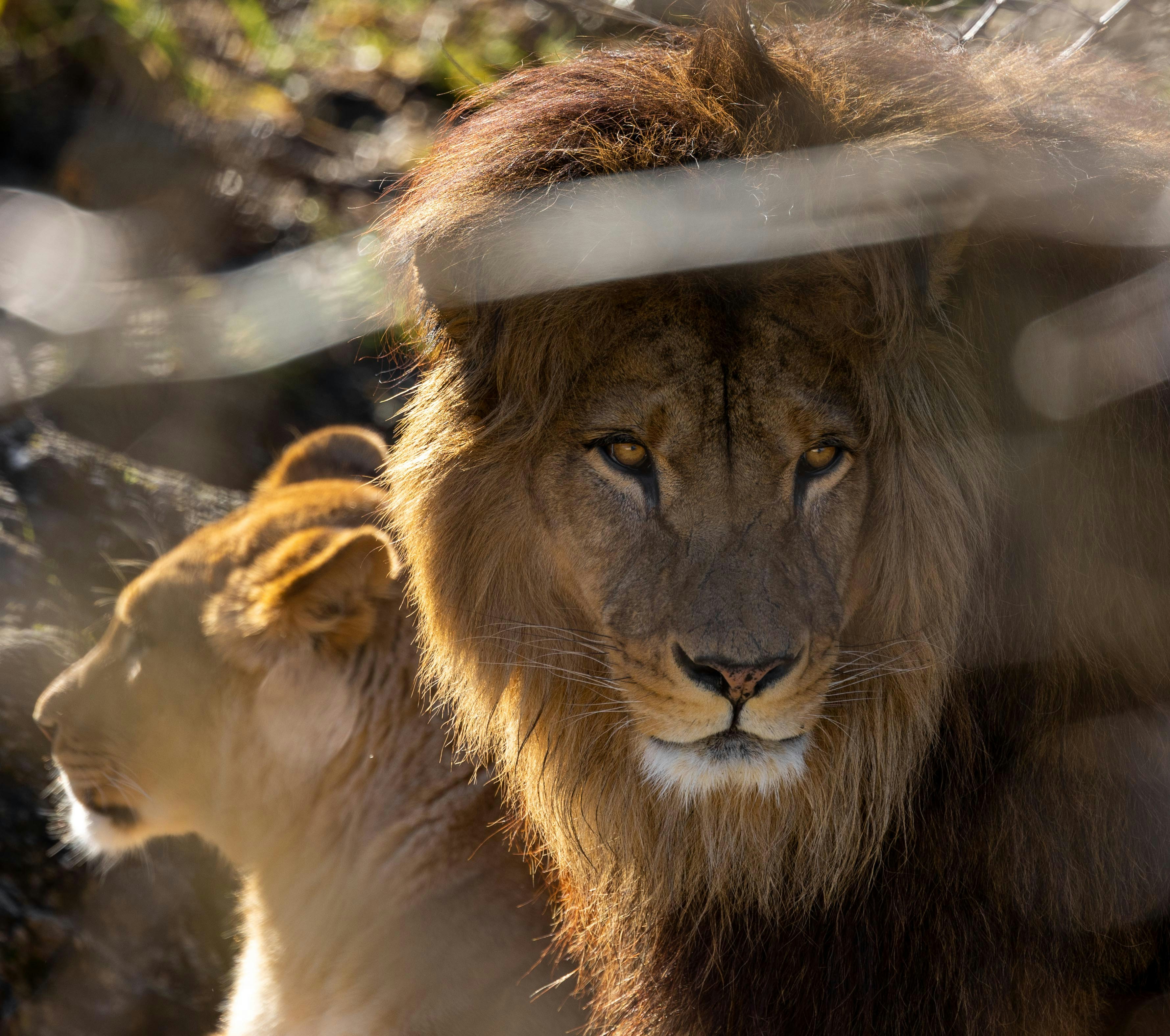 Glimpse of Rule: A Regal Lion Portrait Behind Glass Reflections