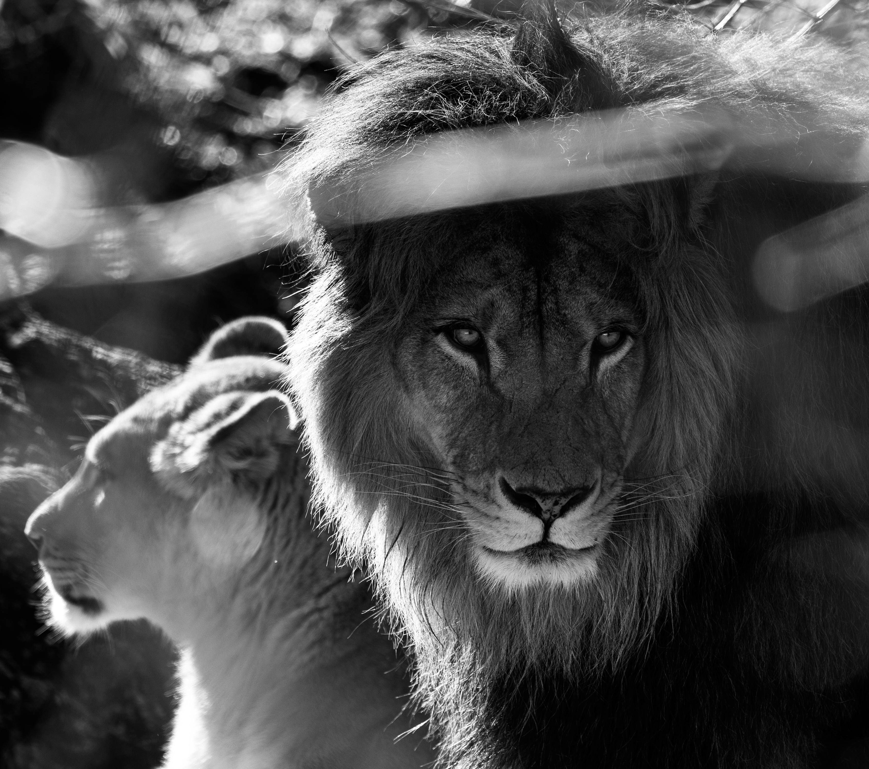 Monochrome Majesty: The Lion's Piercing Gaze Framed by Glass