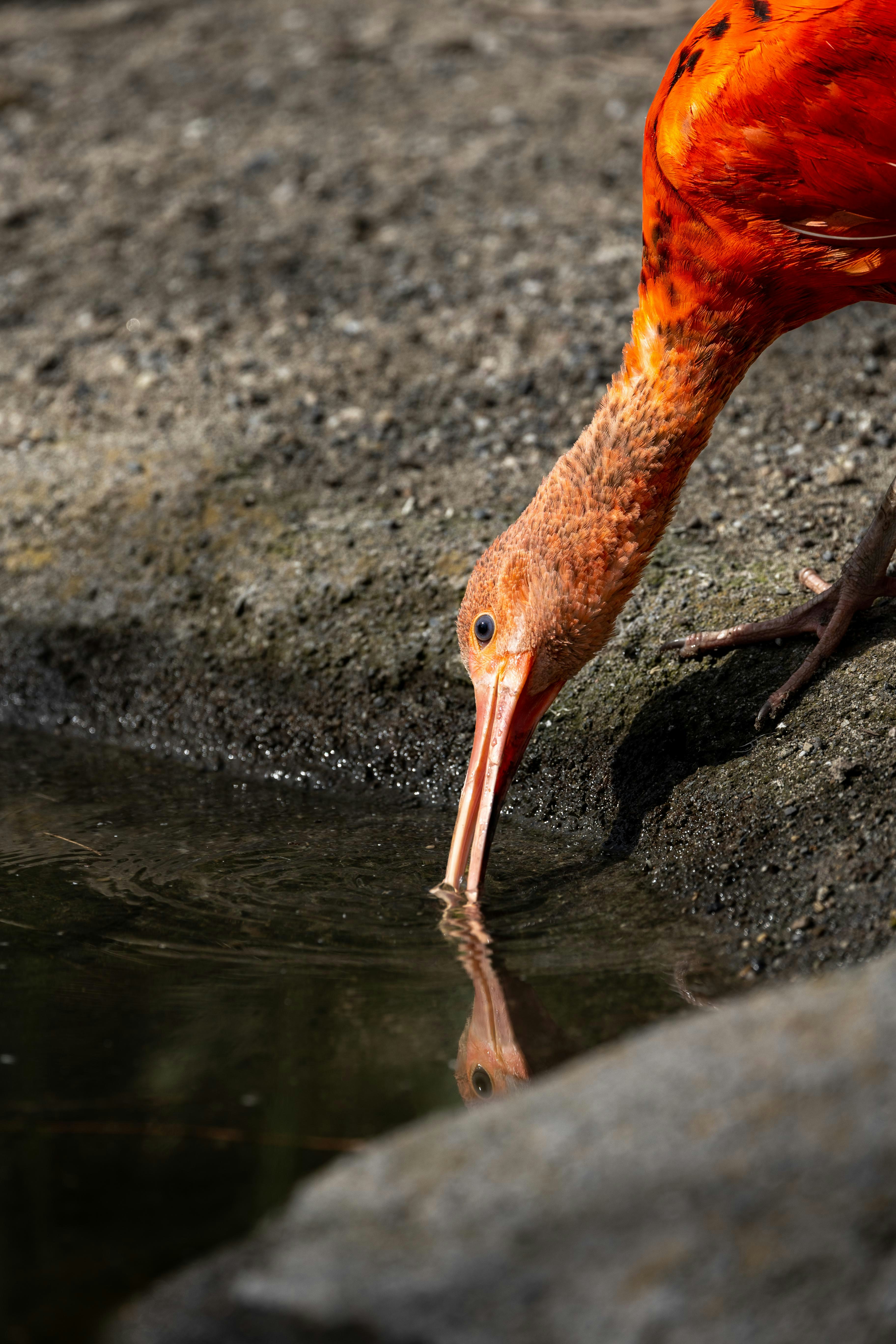 Scarlet Ibis Dipping Its Beak Into a Quiet Pool