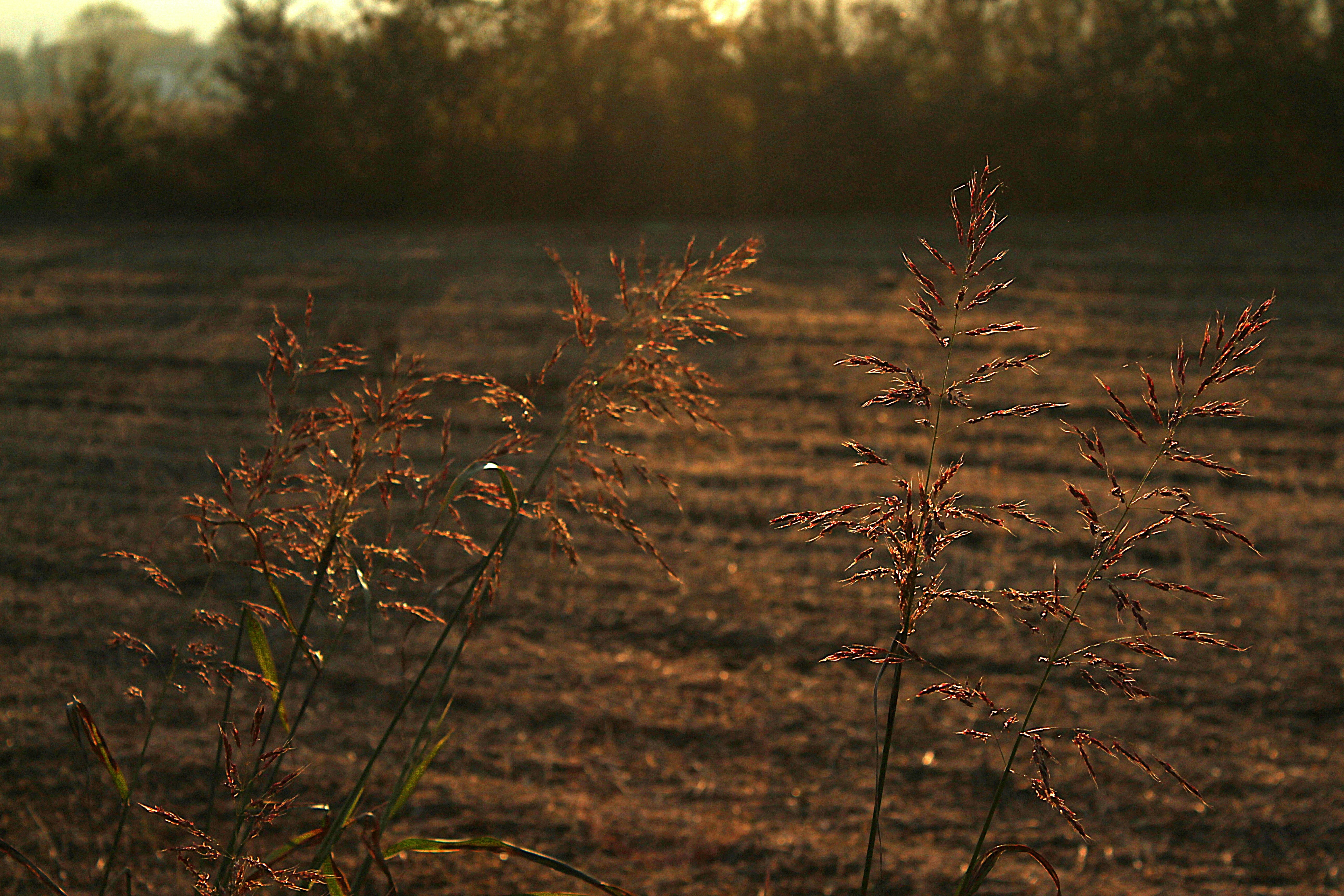 Copper-Backlit Seed Heads in a Dusk Meadow