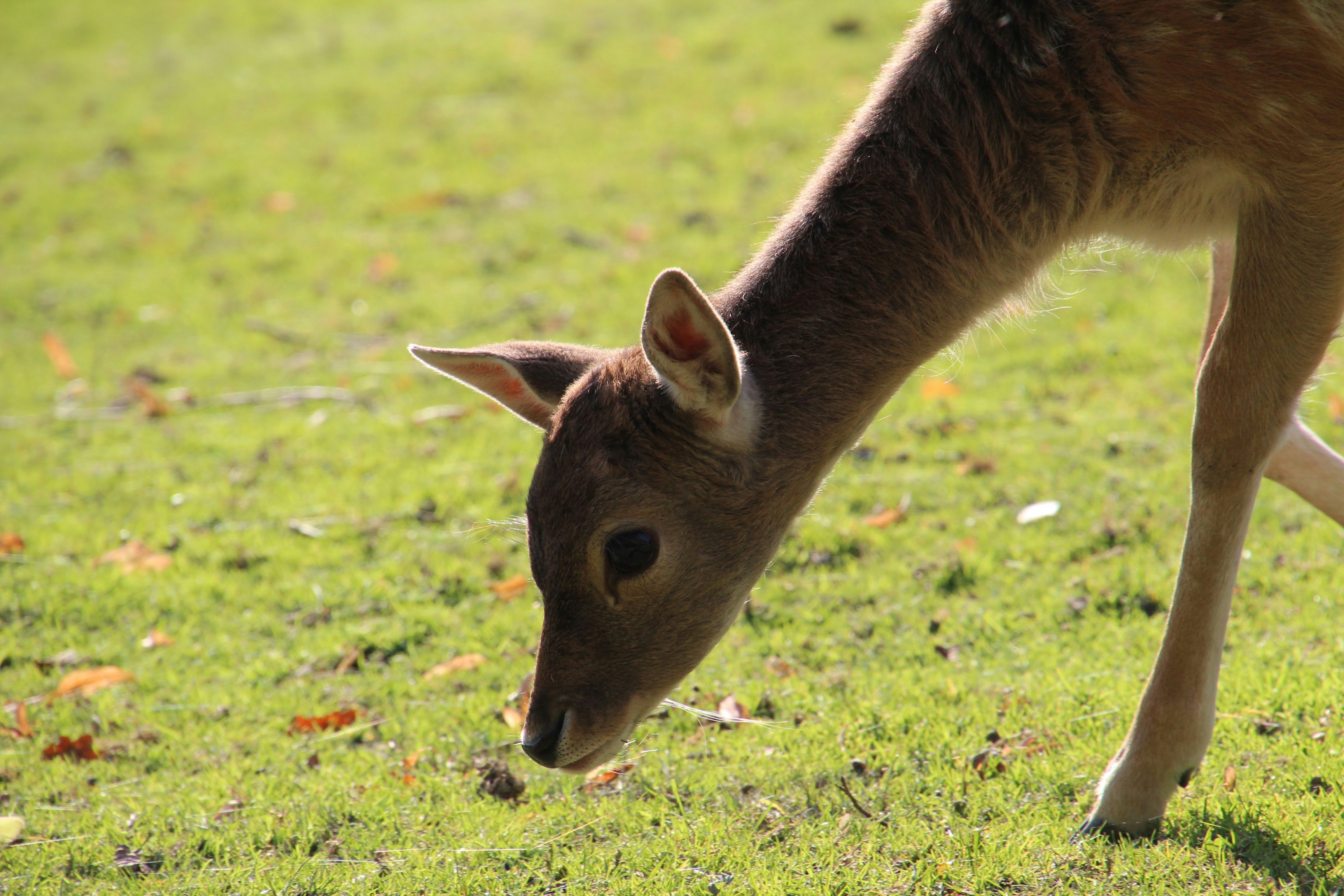 Dappled Sunlight, Quiet Grazing: A Deer in a Calm Meadow