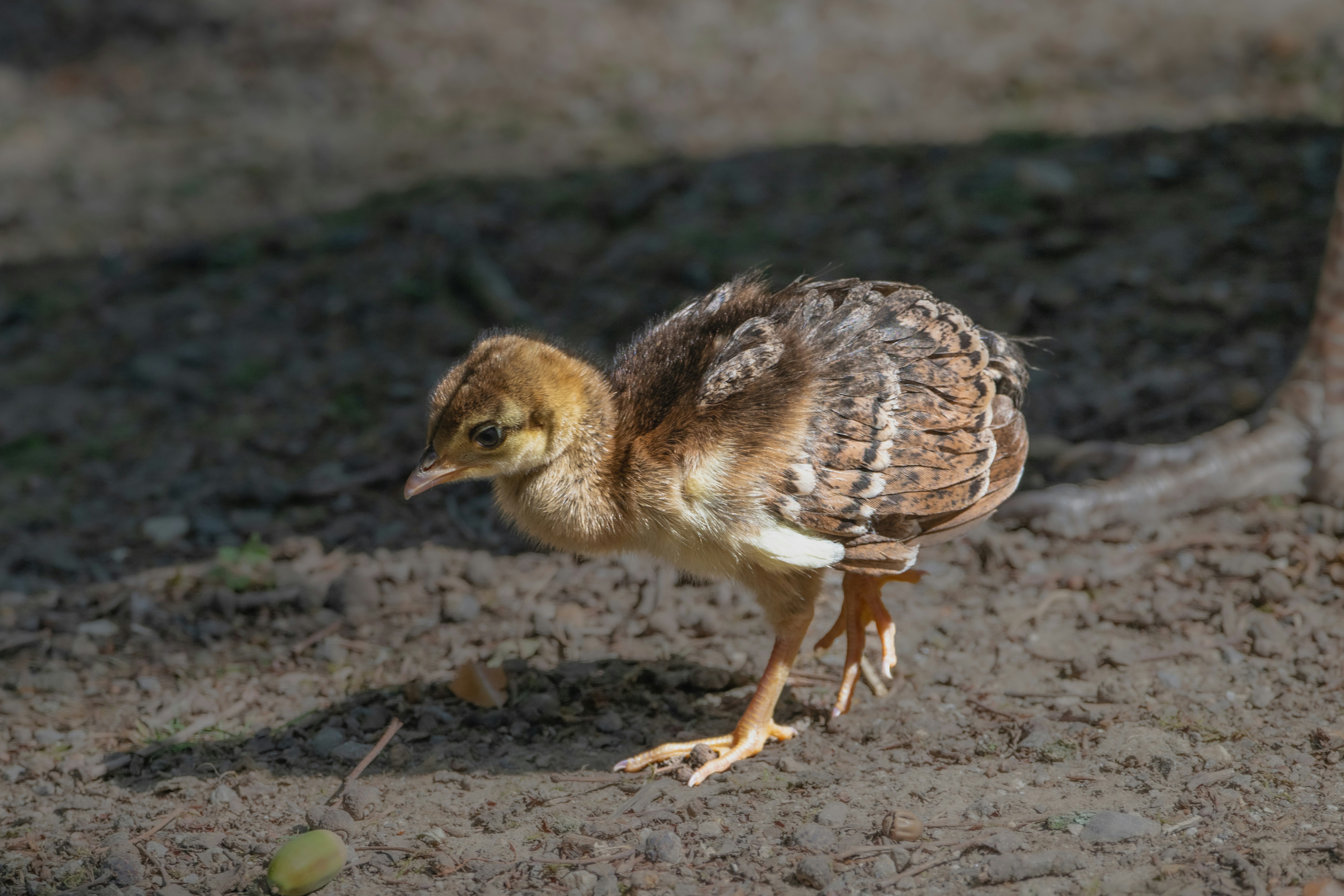 Dusty Horizon: A Juvenile Chick Stalks the Sunlit Patch