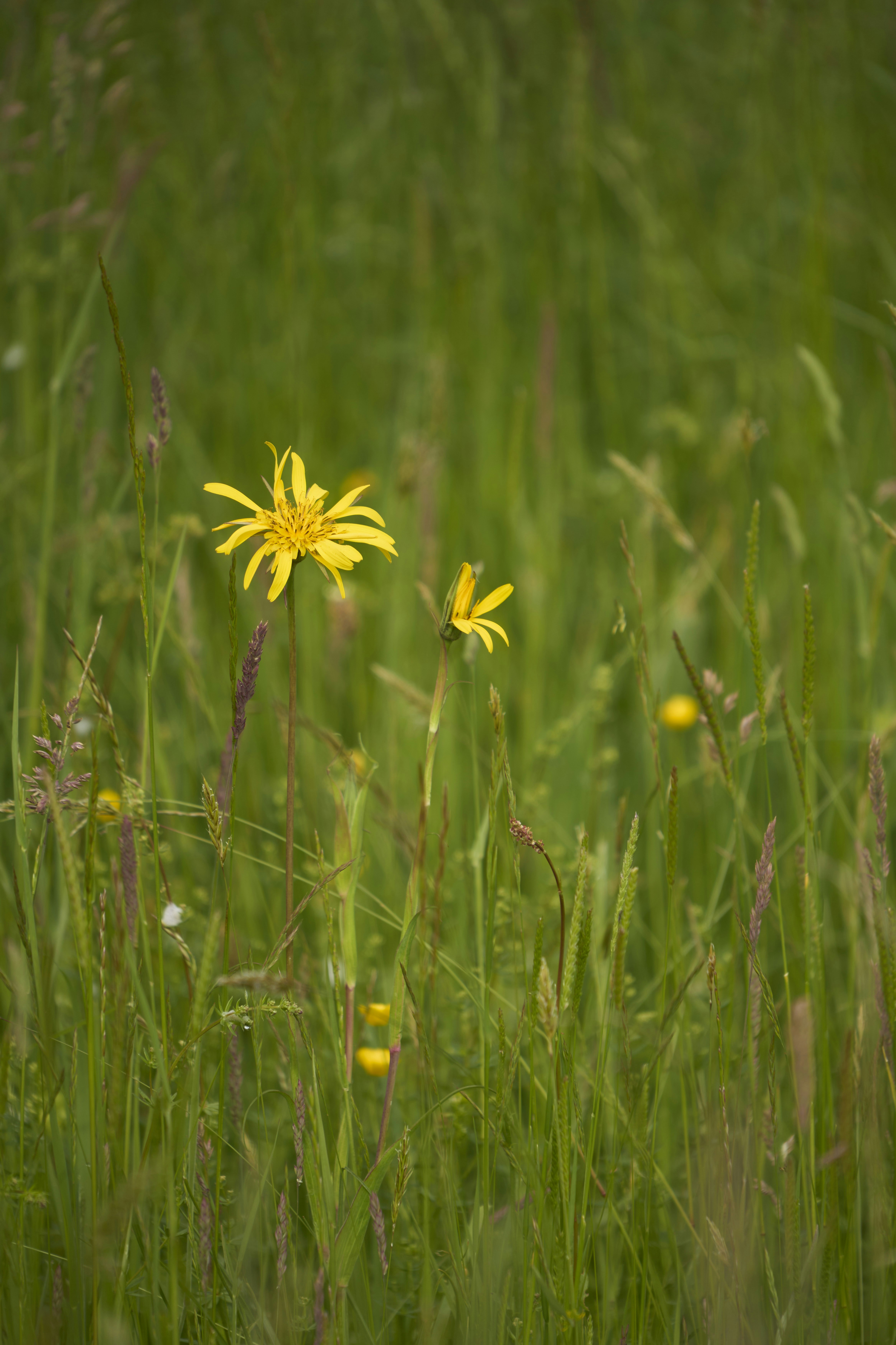 Photo by Wolfgang Hasselmann with Sony Alpha 7 IV
