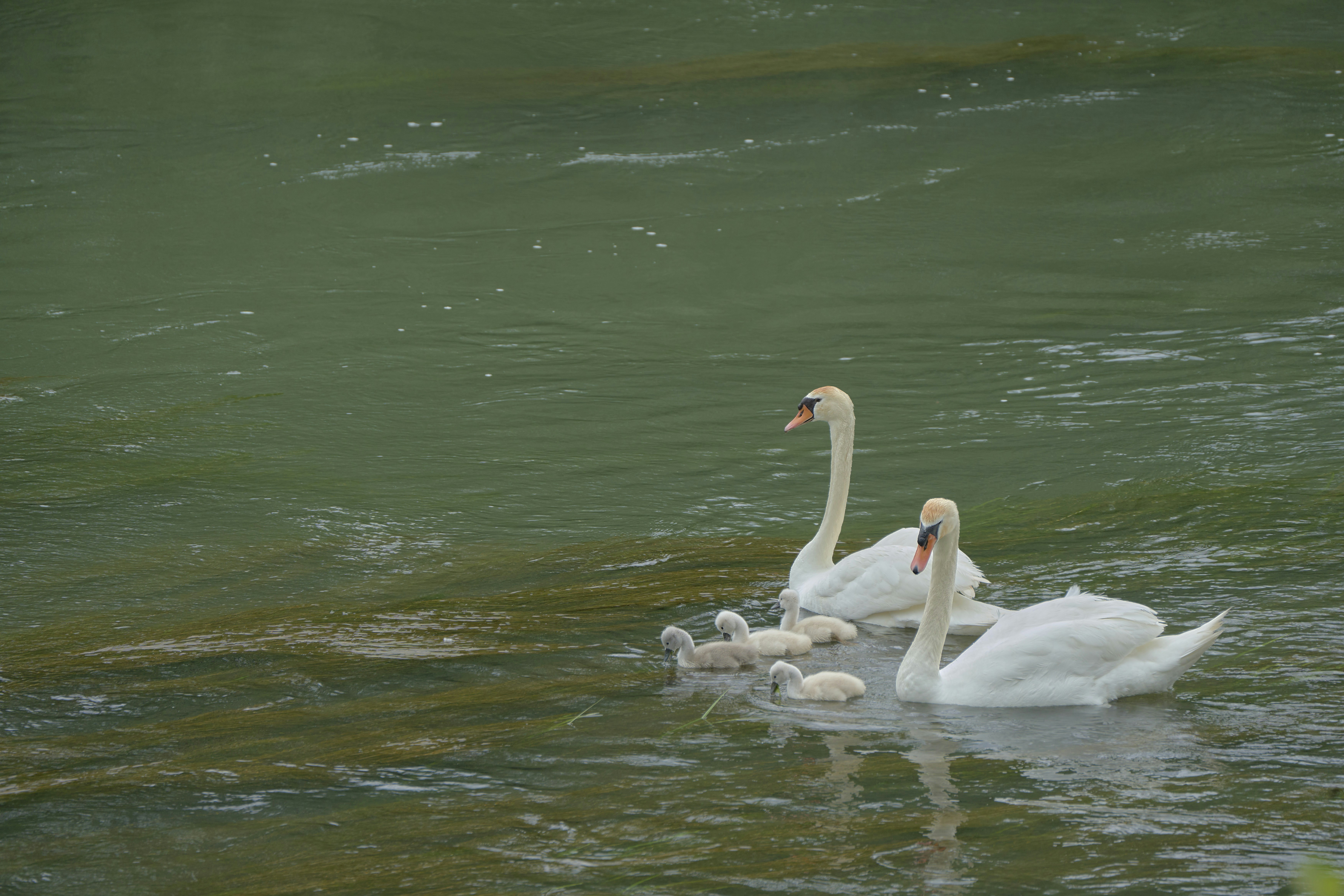 Emerald River Family: Two Adult Swans Guiding Their Cygnets