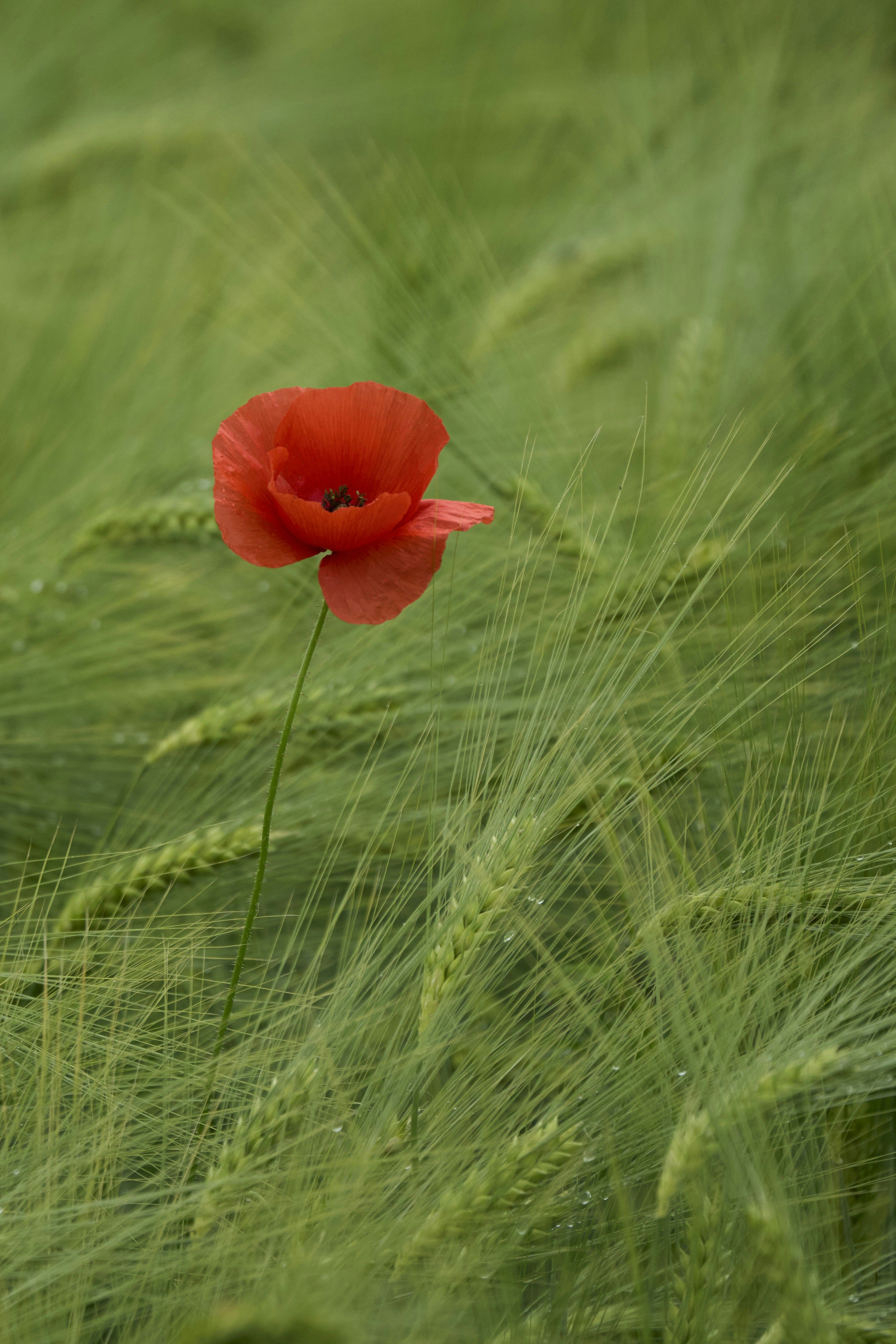 Photo by Wolfgang Hasselmann with Sony Alpha 7 IV