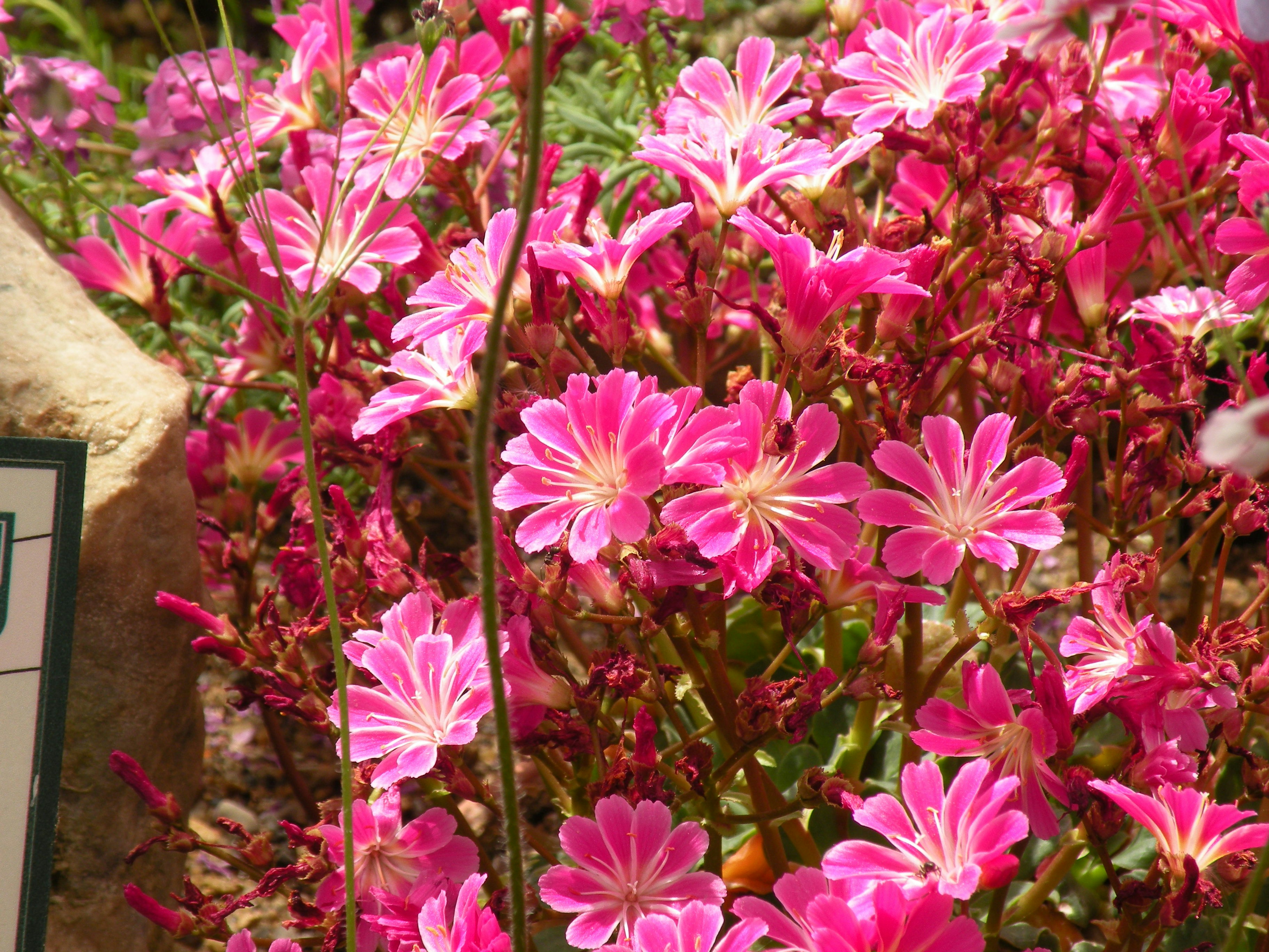 Cluster of vibrant pink flowers in bloom.