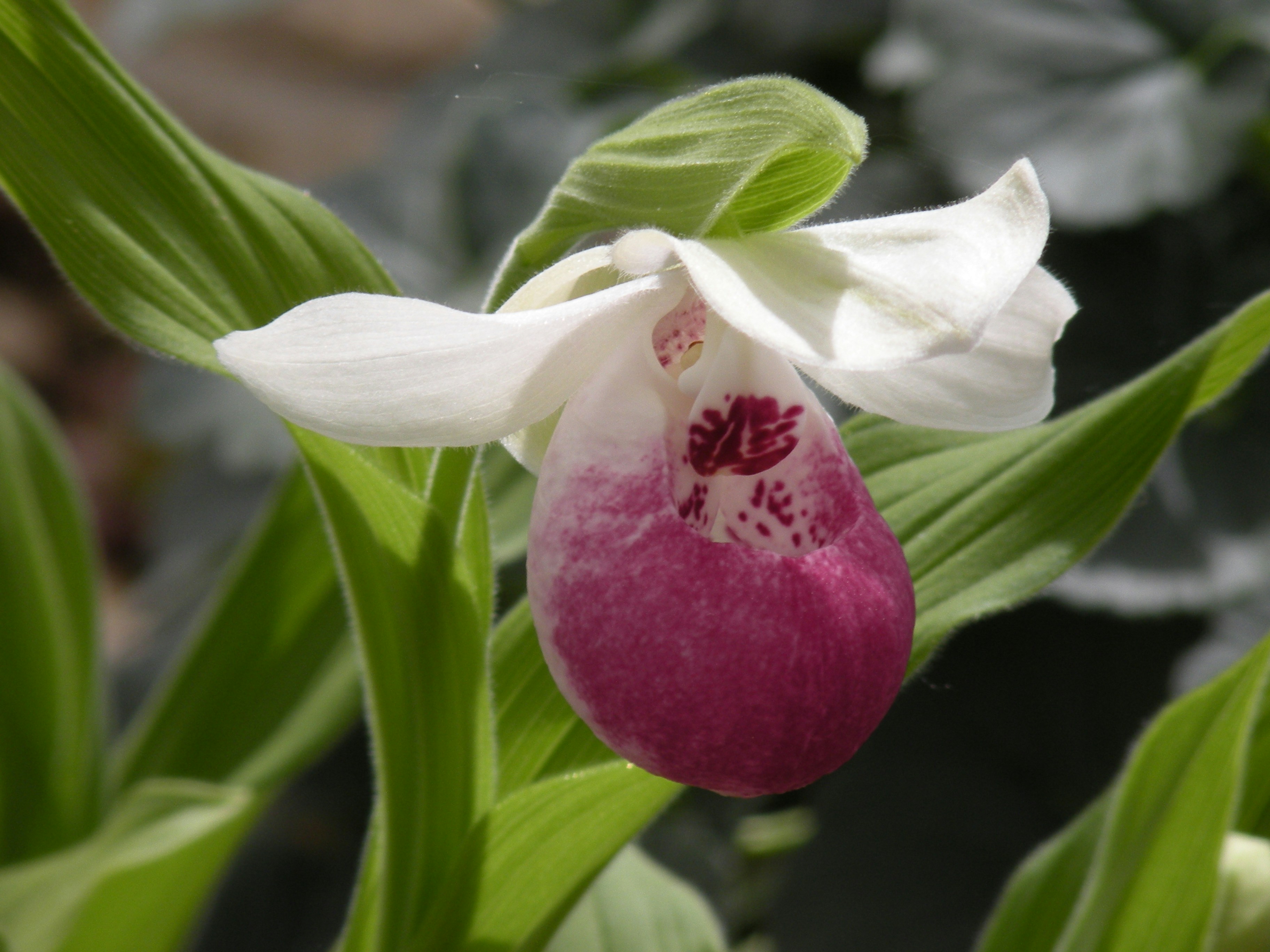 A close-up of a pink and white lady slipper orchid.