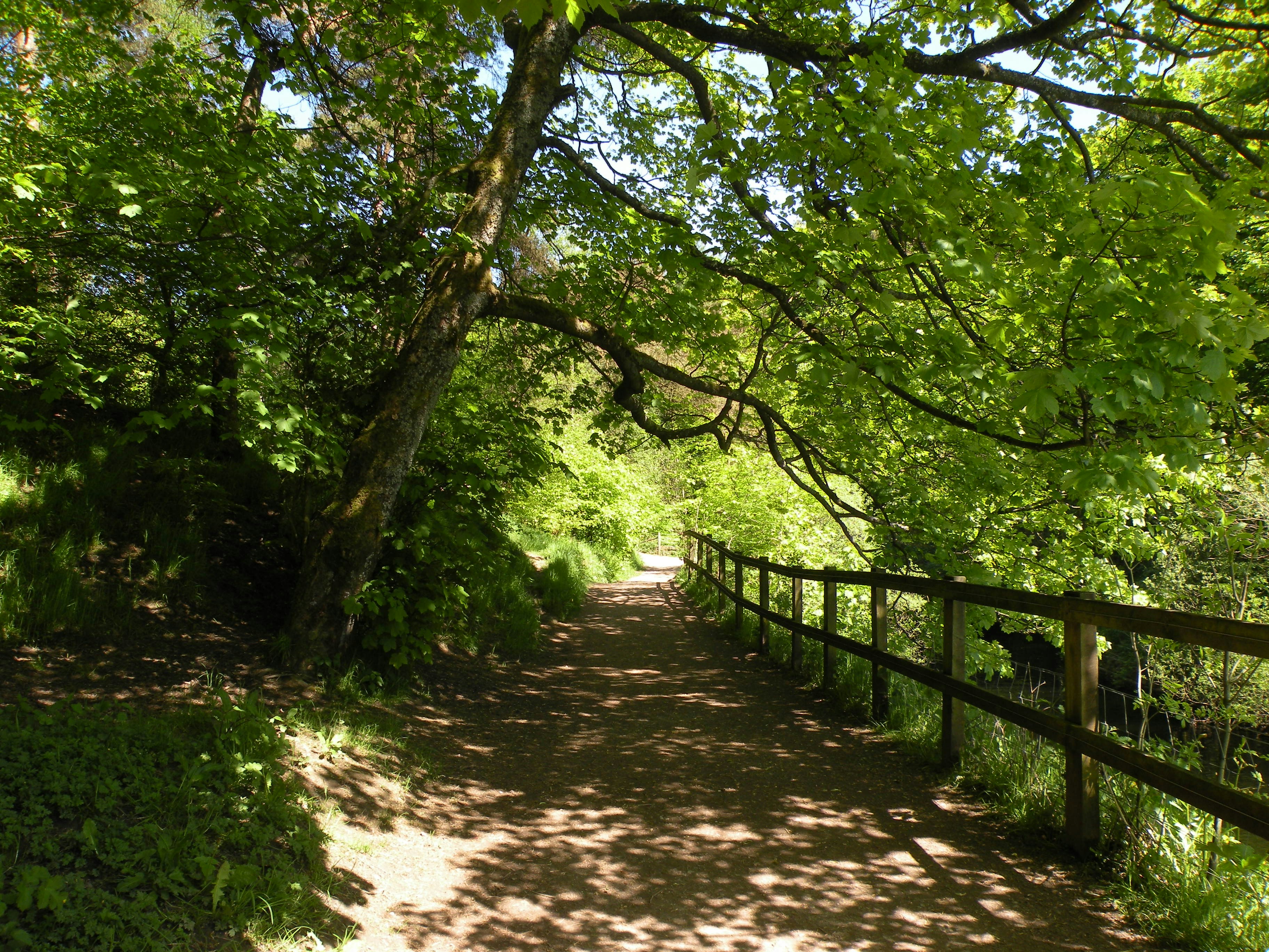 A shaded dirt path with a wooden fence and trees.