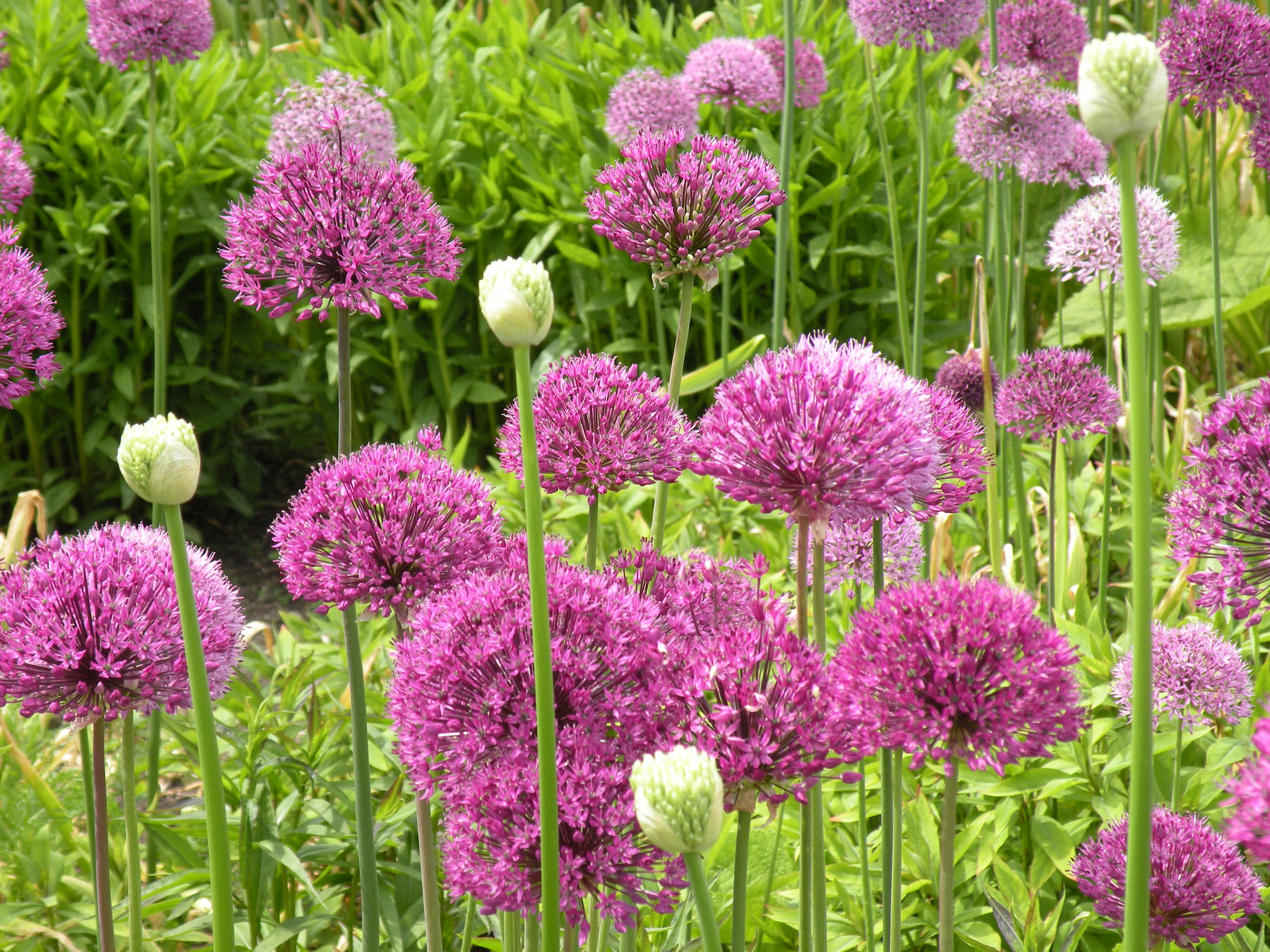 Field of purple allium flowers blooming in sunlight