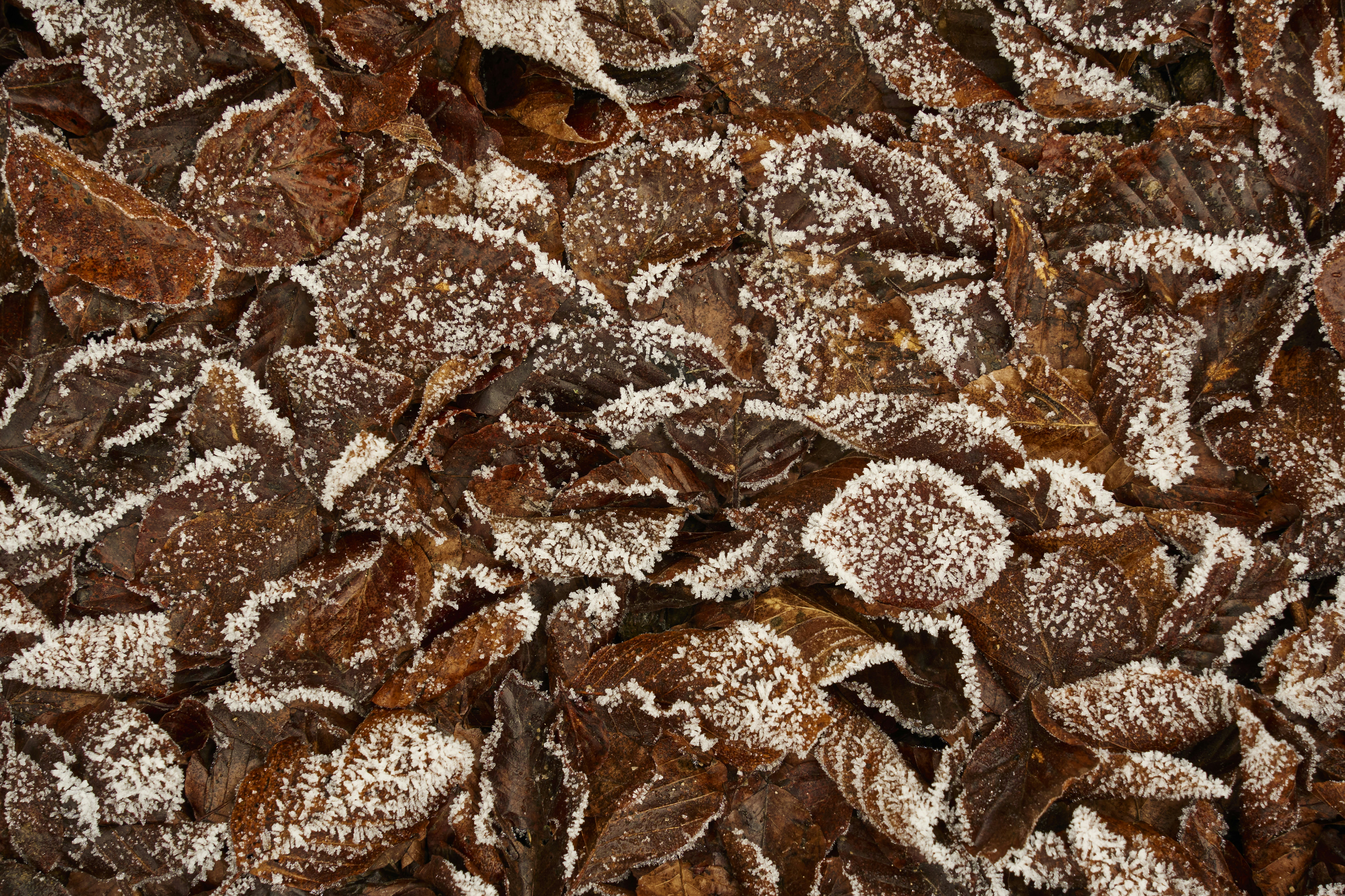 Photo by Wolfgang Hasselmann with Sony Alpha 7 IV