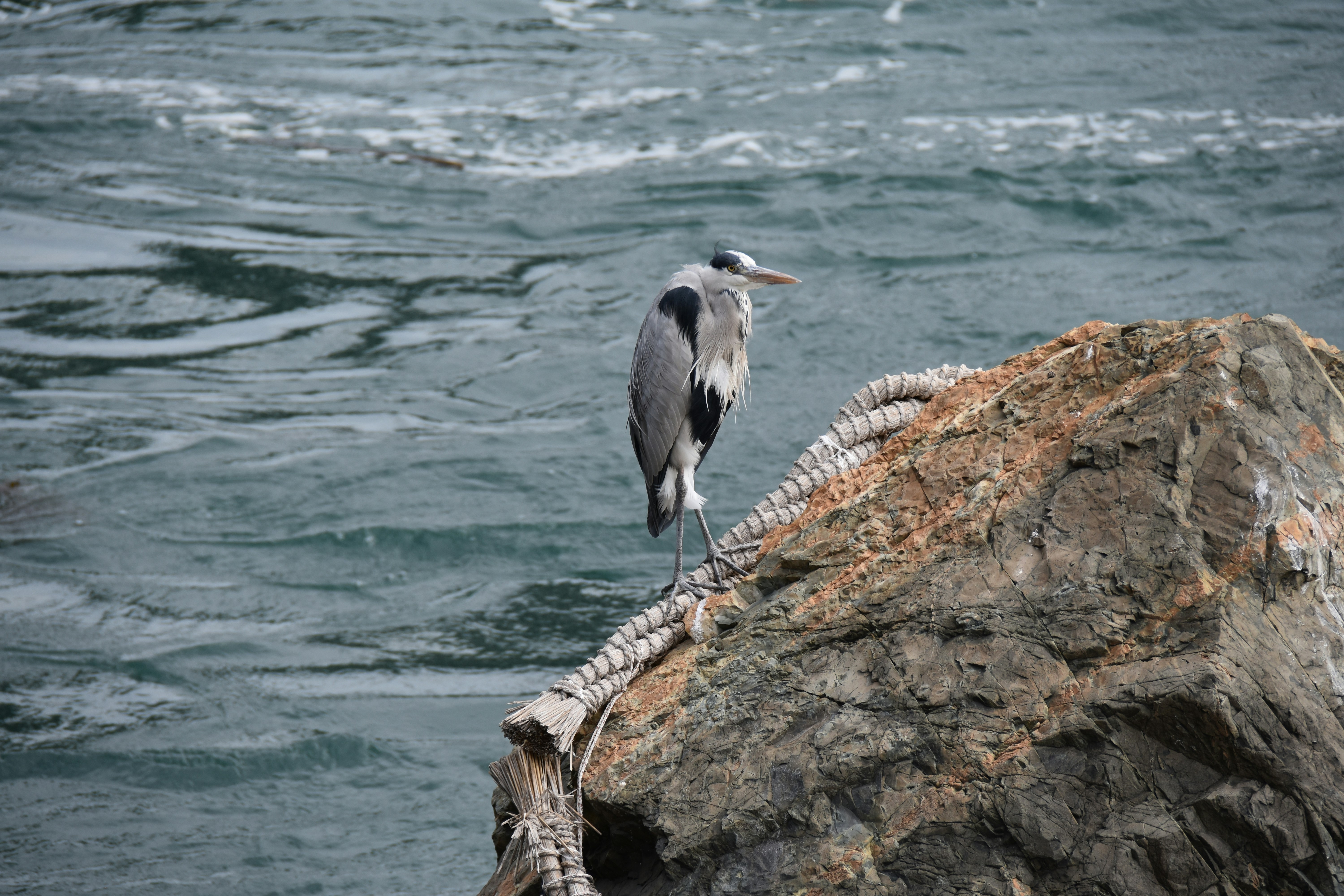 Grey Heron on a Weathered Rock: Quiet Vigil by Choppy Seas