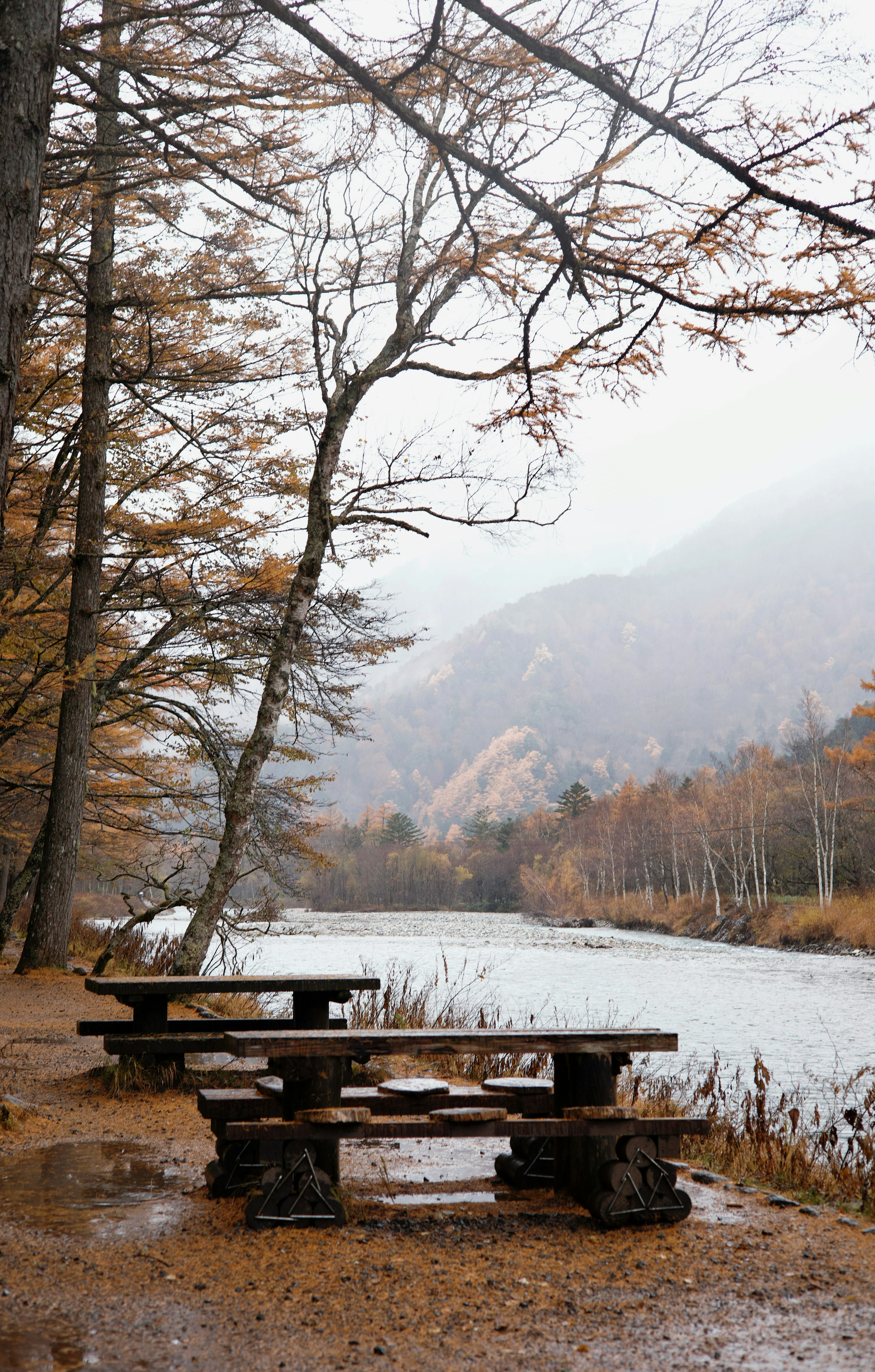 Autumn Quiet by the Lake: Weathered Picnic Tables Under a Leaning Tree