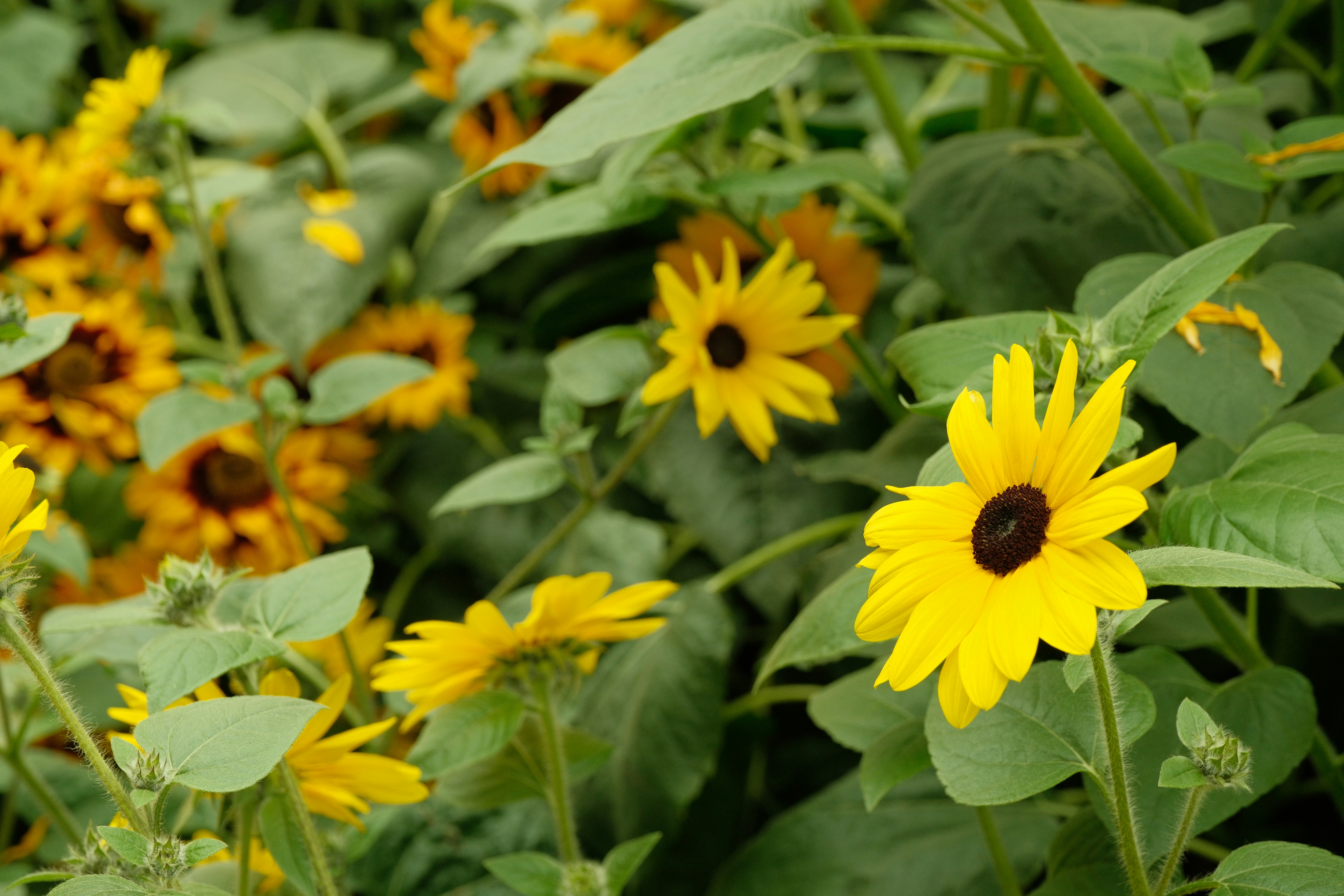 Photo by Jeyakumaran Mayooresan with Fujifilm X-T5